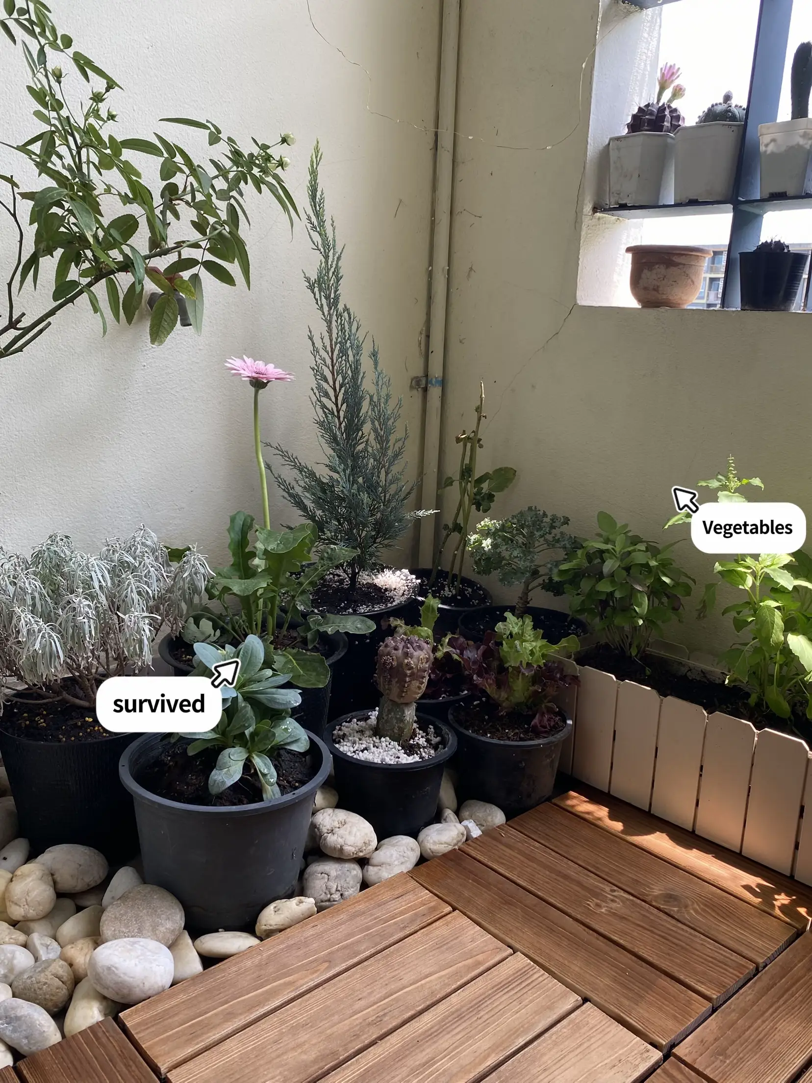 Home Garden อัพเดทสวนริมระเบียง | แกลเลอรีที่โพสต์โดย Som-o Sasima | Lemon8