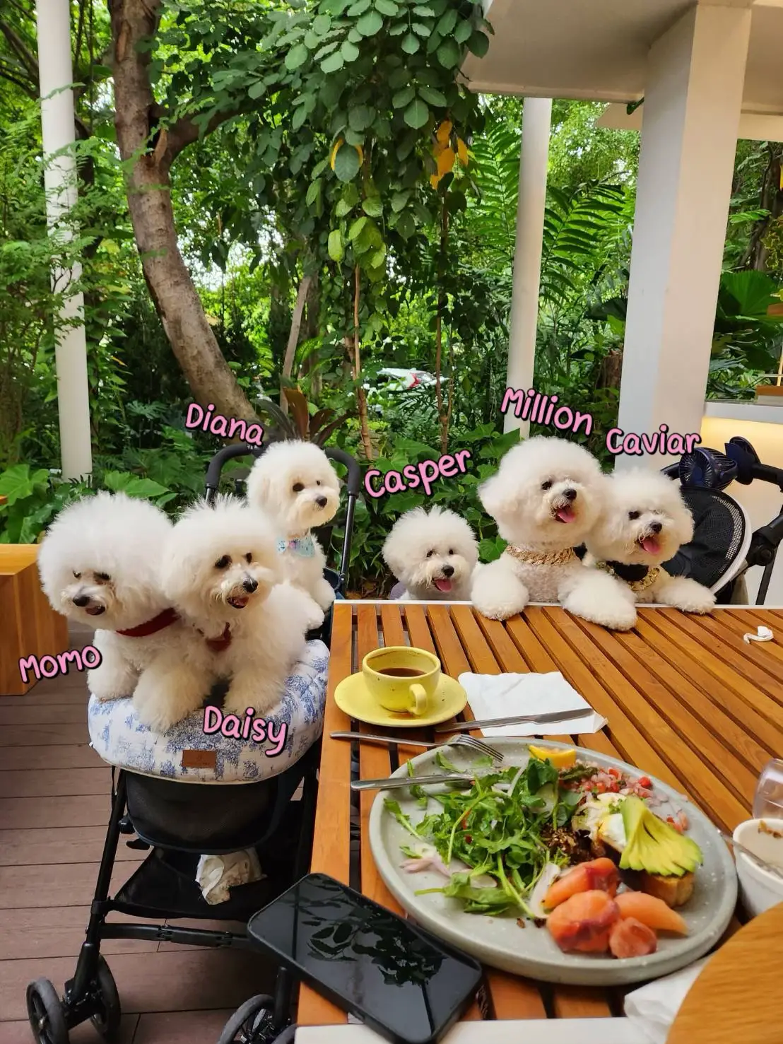 Ari neighborhood cafe, dog access, and a great brunch menu. | Gallery ...