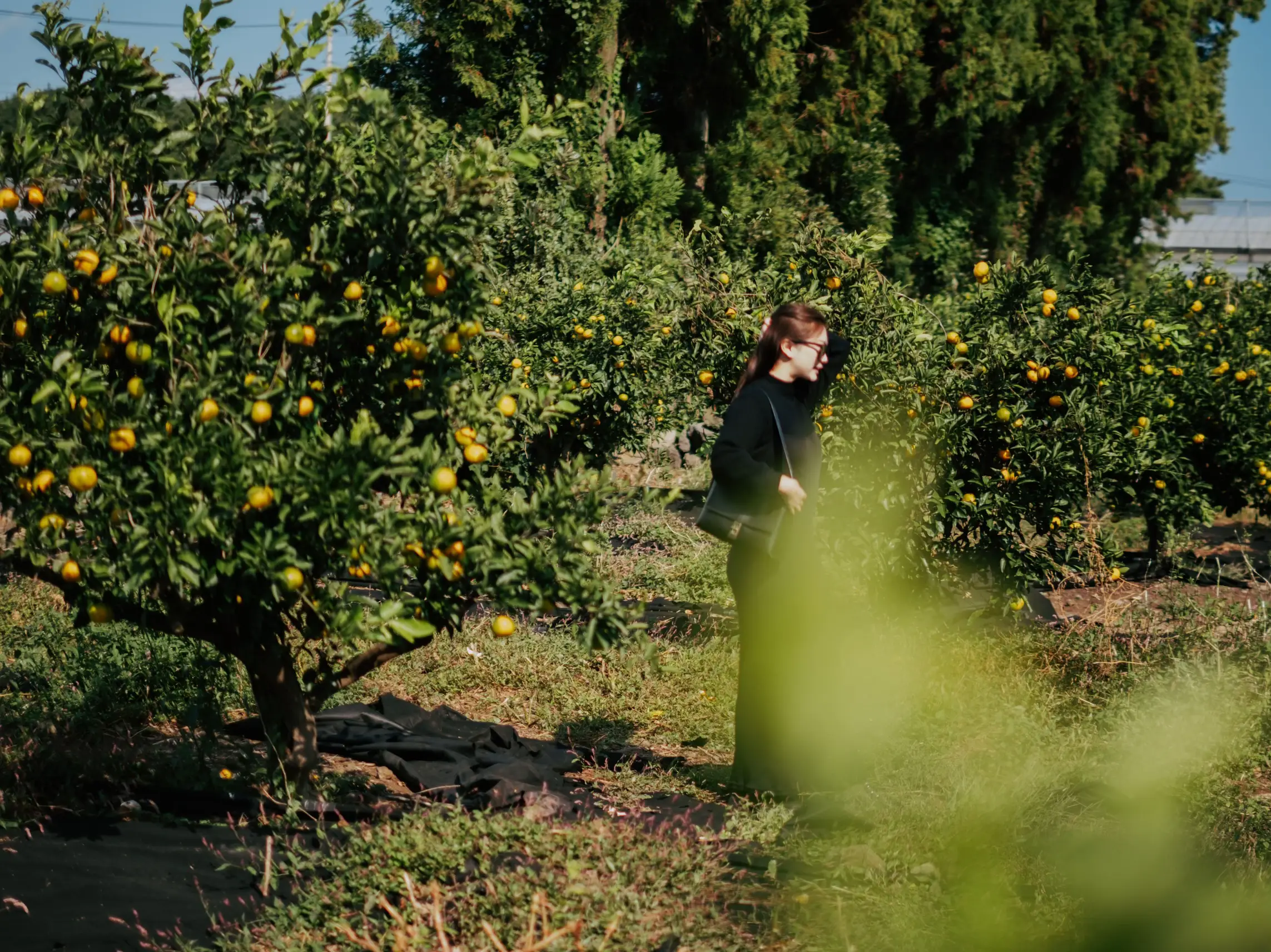 tangerine picking in jeju 🍊🍊 | Gallery posted by Katelyn | Lemon8
