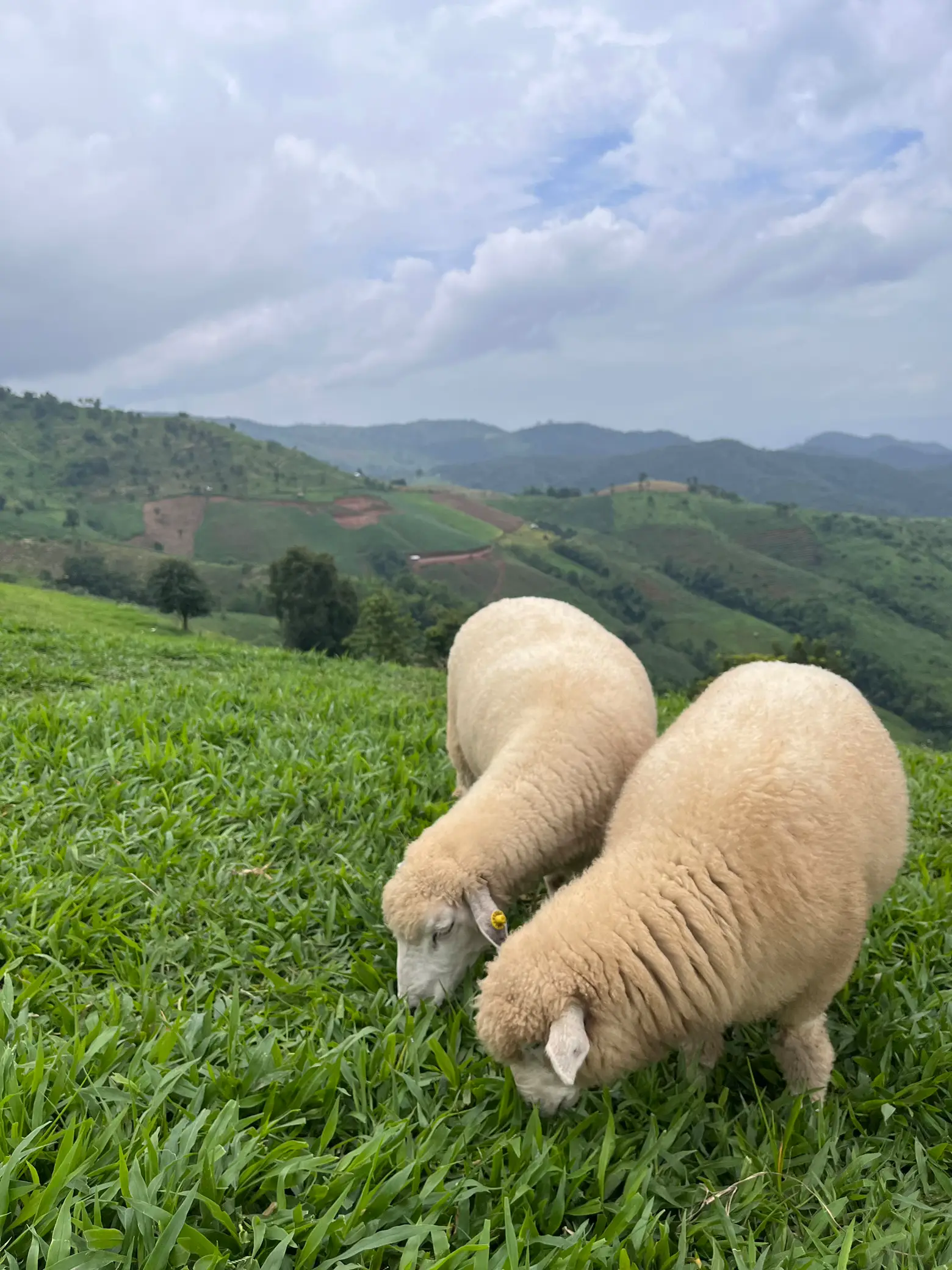 ทริปเชียงราย เชียงใจ | แกลเลอรีที่โพสต์โดย Mari Mira | Lemon8