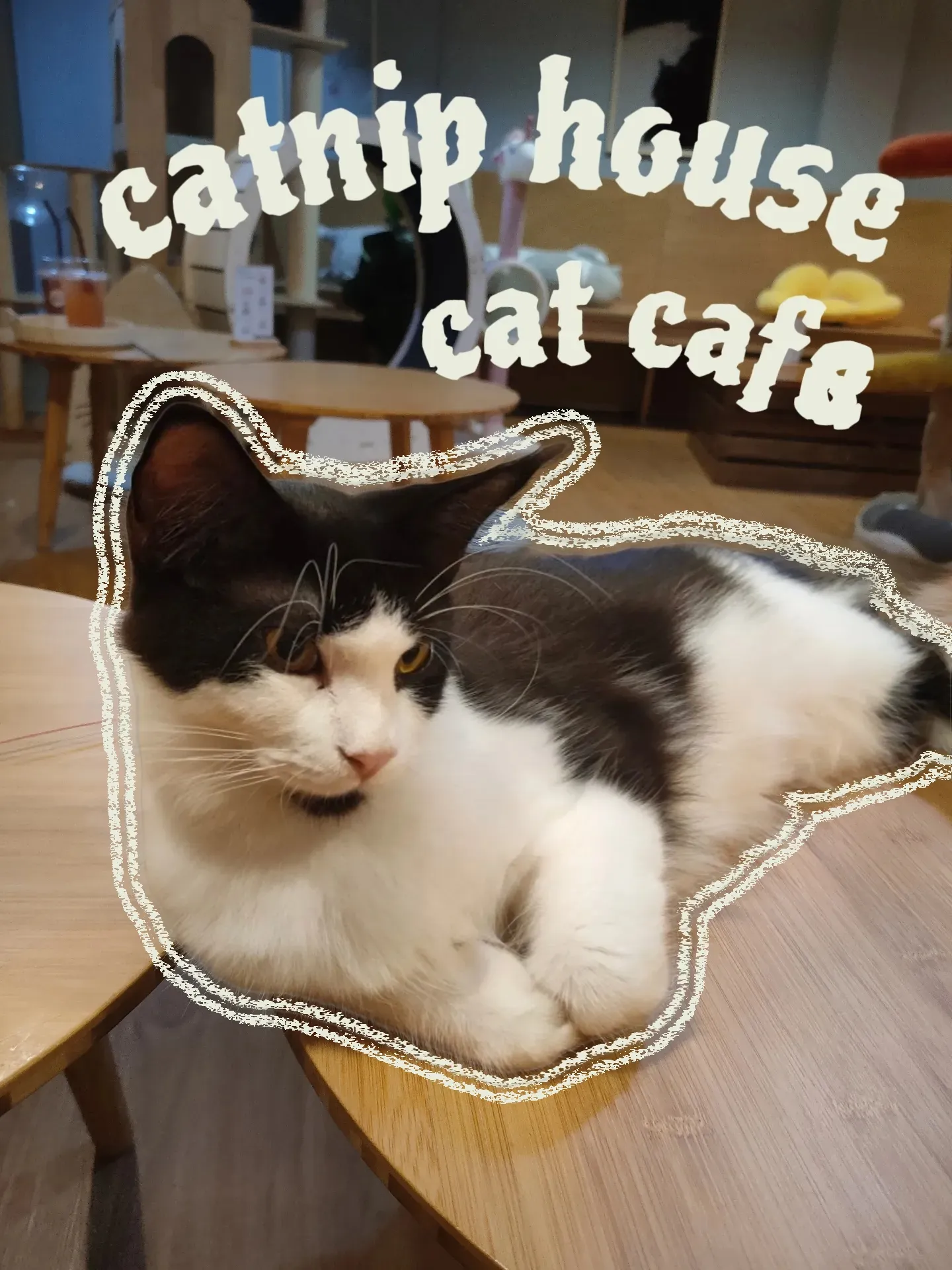 catnip house cat cafe | แกลเลอรีที่โพสต์โดย Araya D | Lemon8
