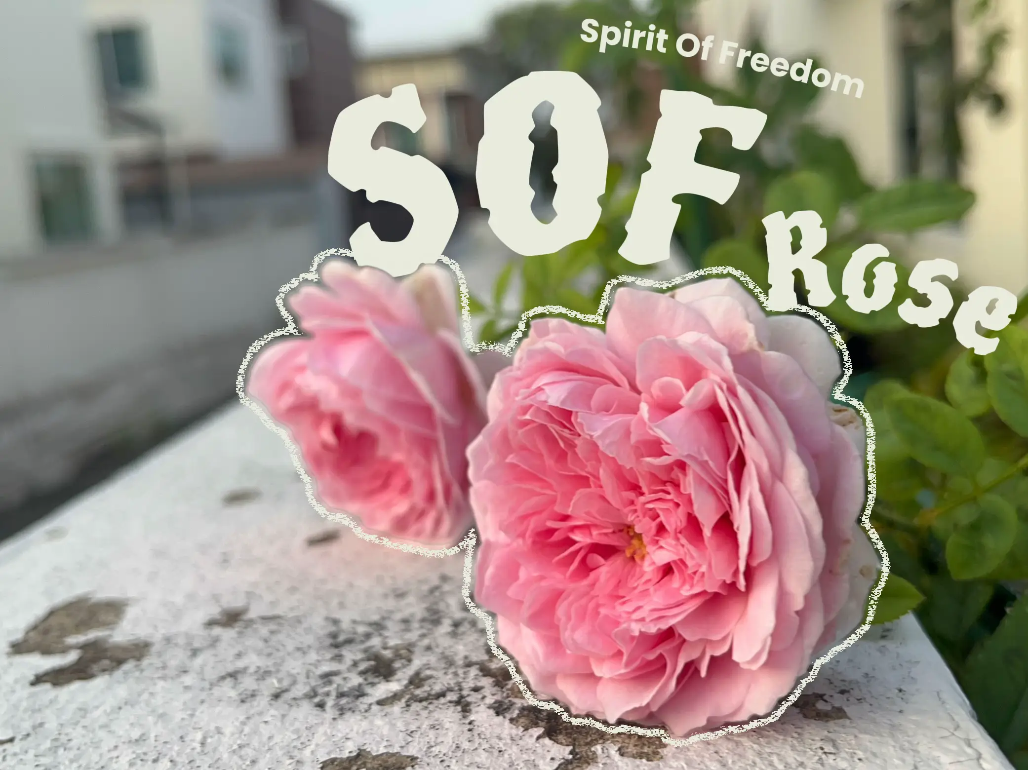 SOF Rose 🌹 (ปลูกกุหลาบไม่ยาก Ep.17) | แกลเลอรีที่โพสต์โดย RosebyKocoa ...