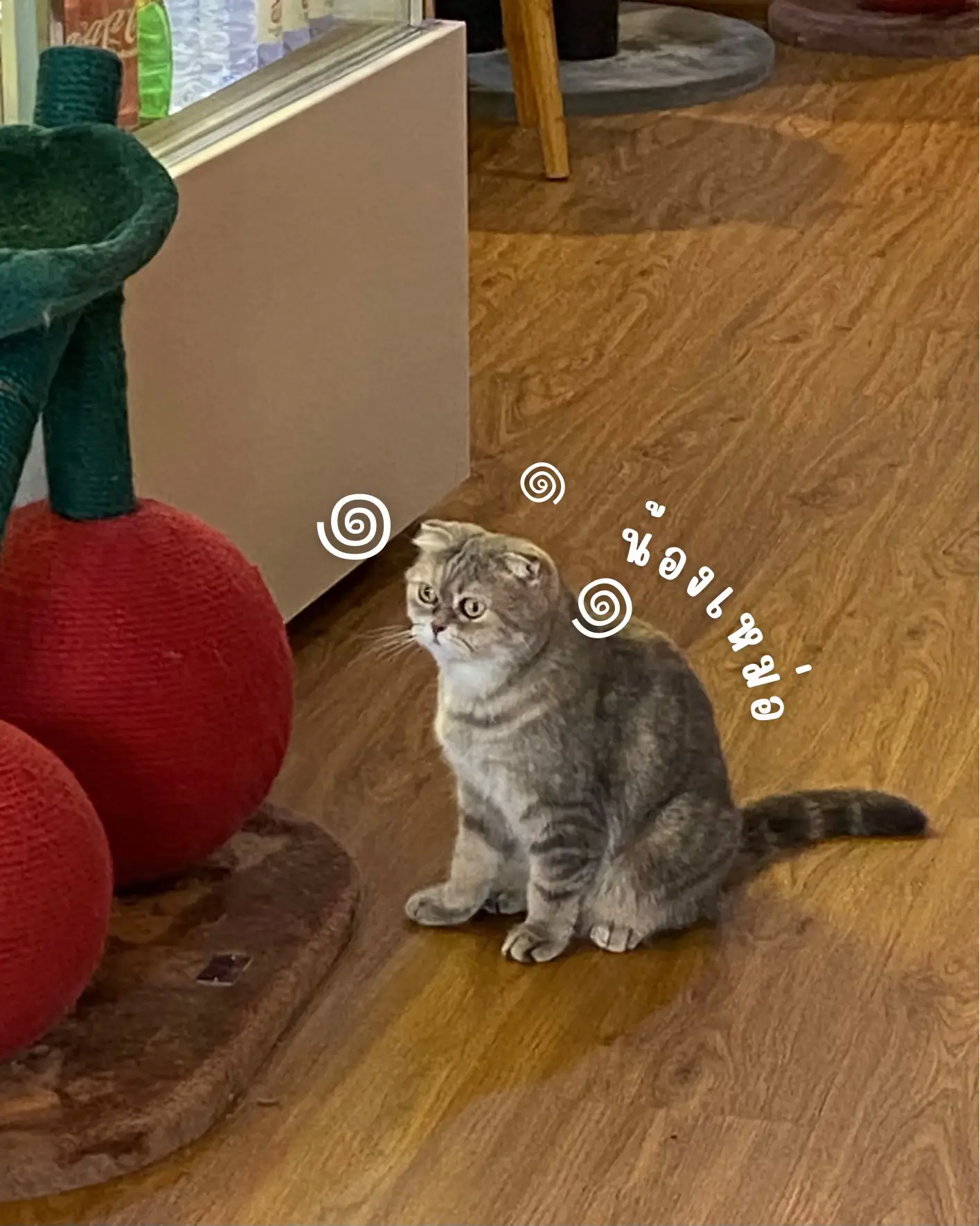 รีวิว!! ค่าเฟ่แมวใกล้รถไฟฟ้า BTS ₍^ >ヮ