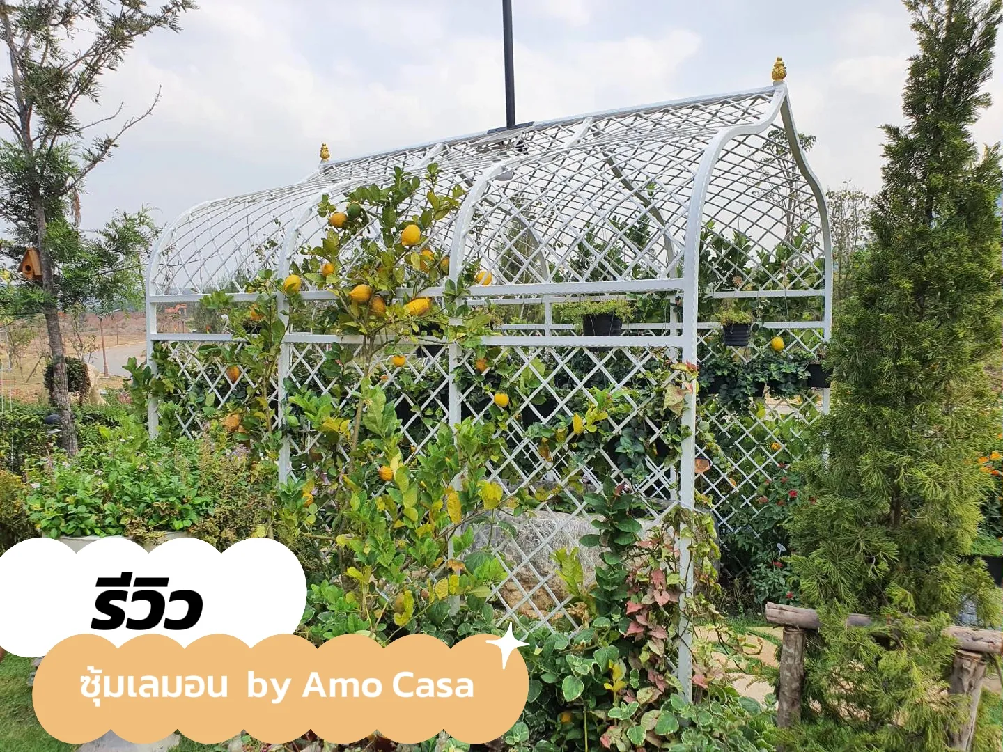 ซุ้มไม้เลื้อยจากท่อ Pvc - การค้นหาใน Lemon8