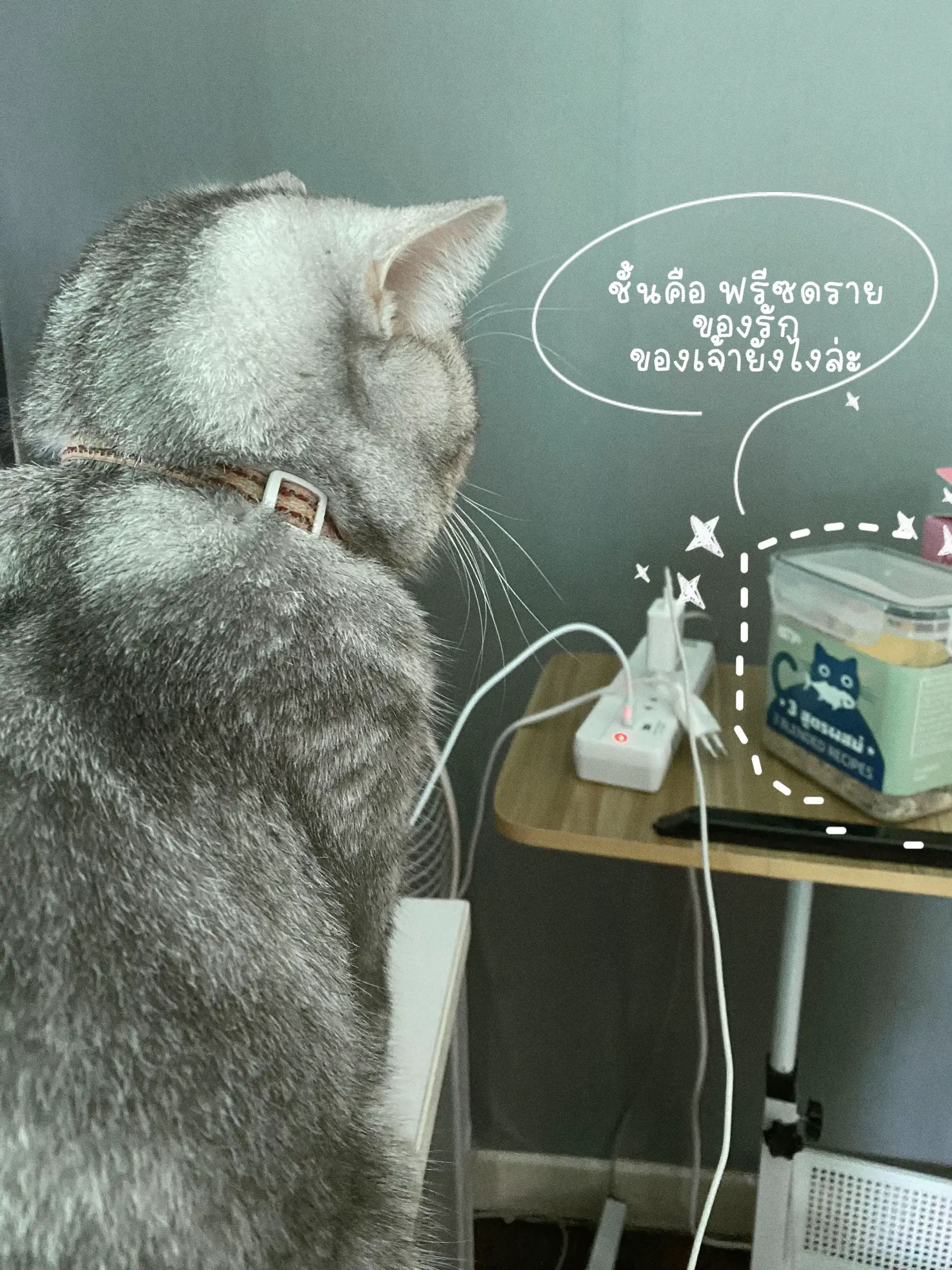 BITYA ขนมแมวที่จริงใจ😻 | แกลเลอรีที่โพสต์โดย Ruby Np | Lemon8