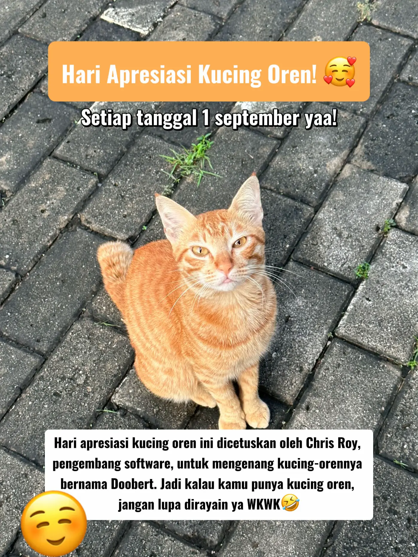 Fakta tentang KUCING OYEN!! Yang terakhir gemas‼️🤣 | Galeri diposting ...