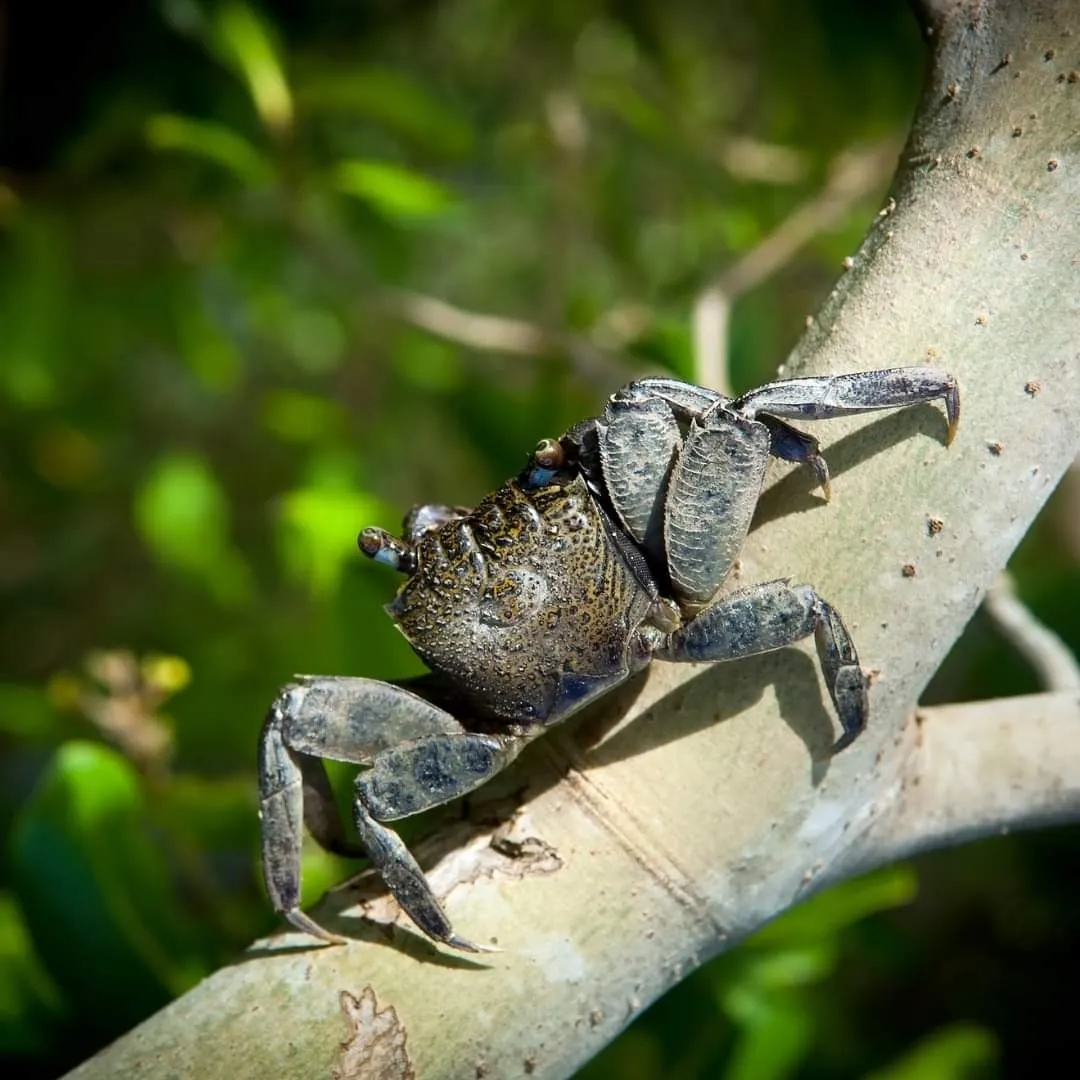LANGKAWI MANGROVE TOUR | แกลเลอรีที่โพสต์โดย Fida Abdullah | Lemon8