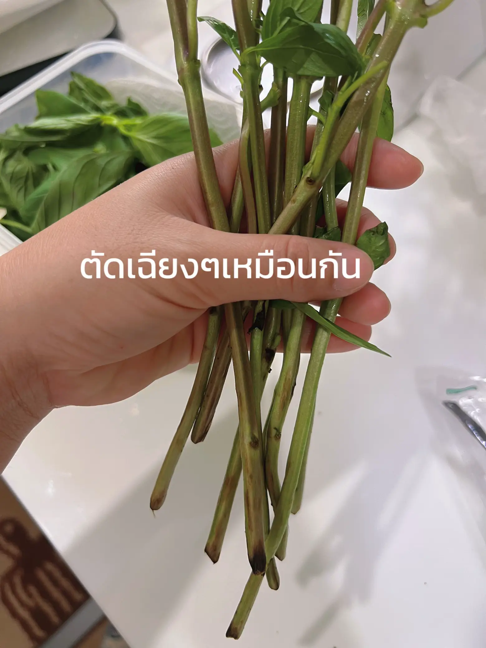 ปลูกกะเพรา และ โหระพา อย่างง่าย | แกลเลอรีที่โพสต์โดย TP Studio Home | Lemon8