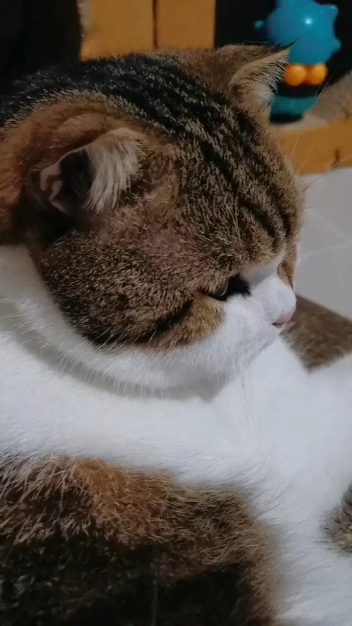 ออเจ้าดูสมบูรณ์ขึ้น 😺 | วิดีโอที่เผยแพร่โดย Orchid w Cat | Lemon8