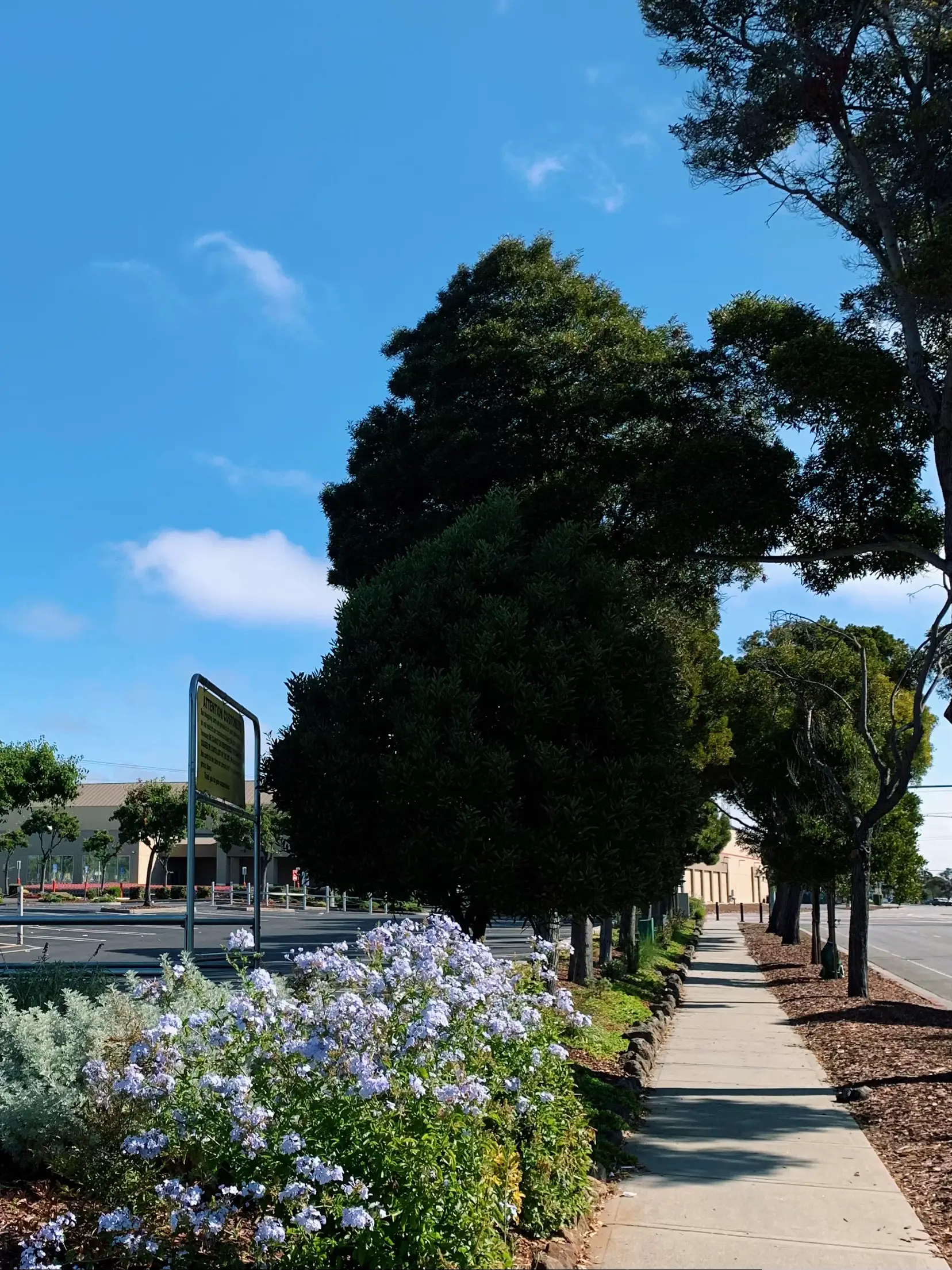 สวนสาธารณะที่ Foster City, California 🇺🇸 🪻 | แกลเลอรีที่โพสต์โดย ...