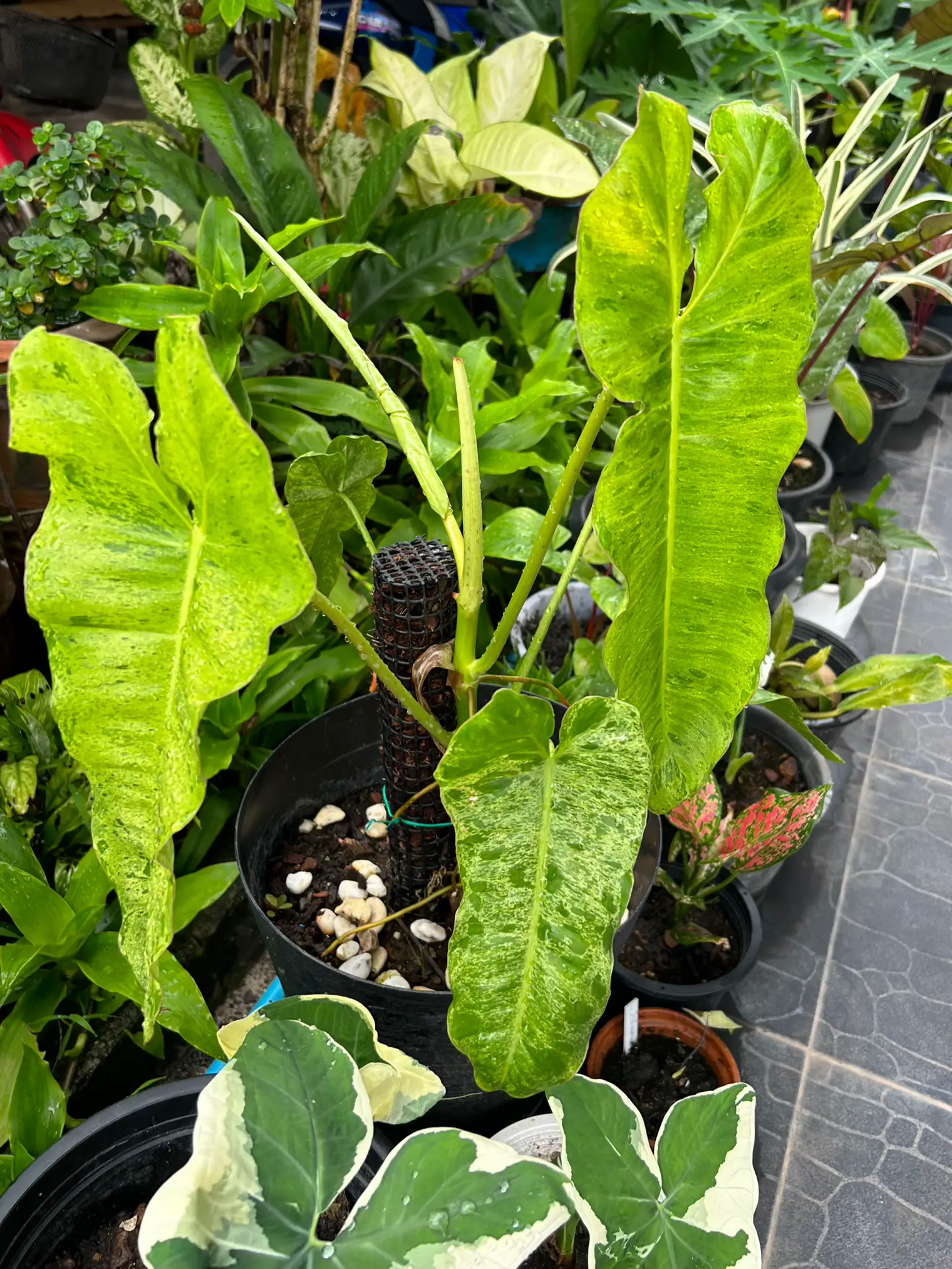 ฟิโลเดนดรอนพาไรโซ (Philodendron Paraiso Verde) | แกลเลอรีที่โพสต์โดย Palmy_Tiny.s | Lemon8