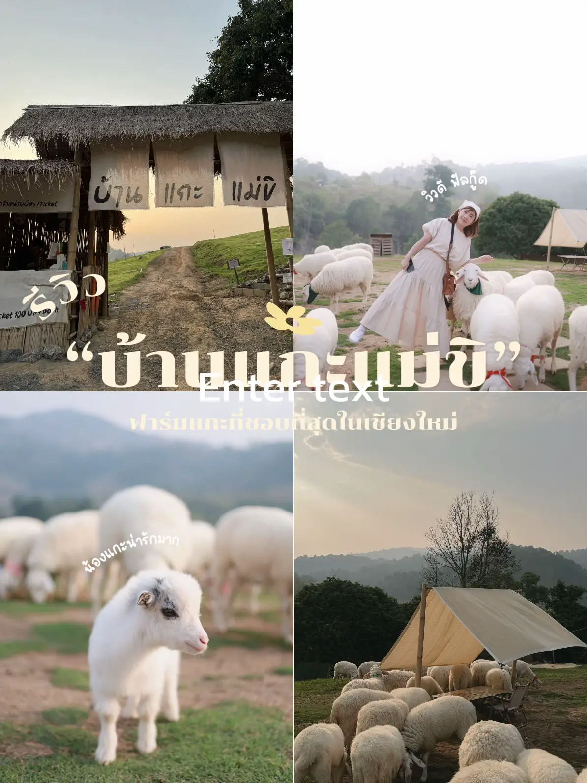 "Mother Khi Sheep House," the favorite sheep farm in Chiang Mai | Gallery posted by Toey Mono ...