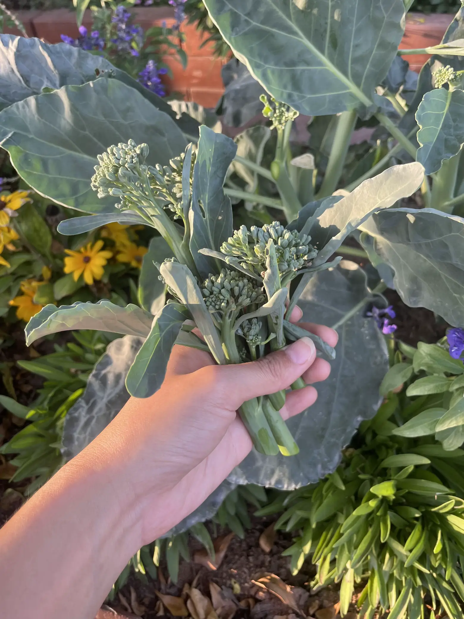 มินิบล็อกโคลี่ (Mini Broccoli) ปลูกกินเองได้ง่ายๆ 🥦🥦😋 | แกลเลอรีที่โพสต์โดย Kay’s Diary | Lemon8