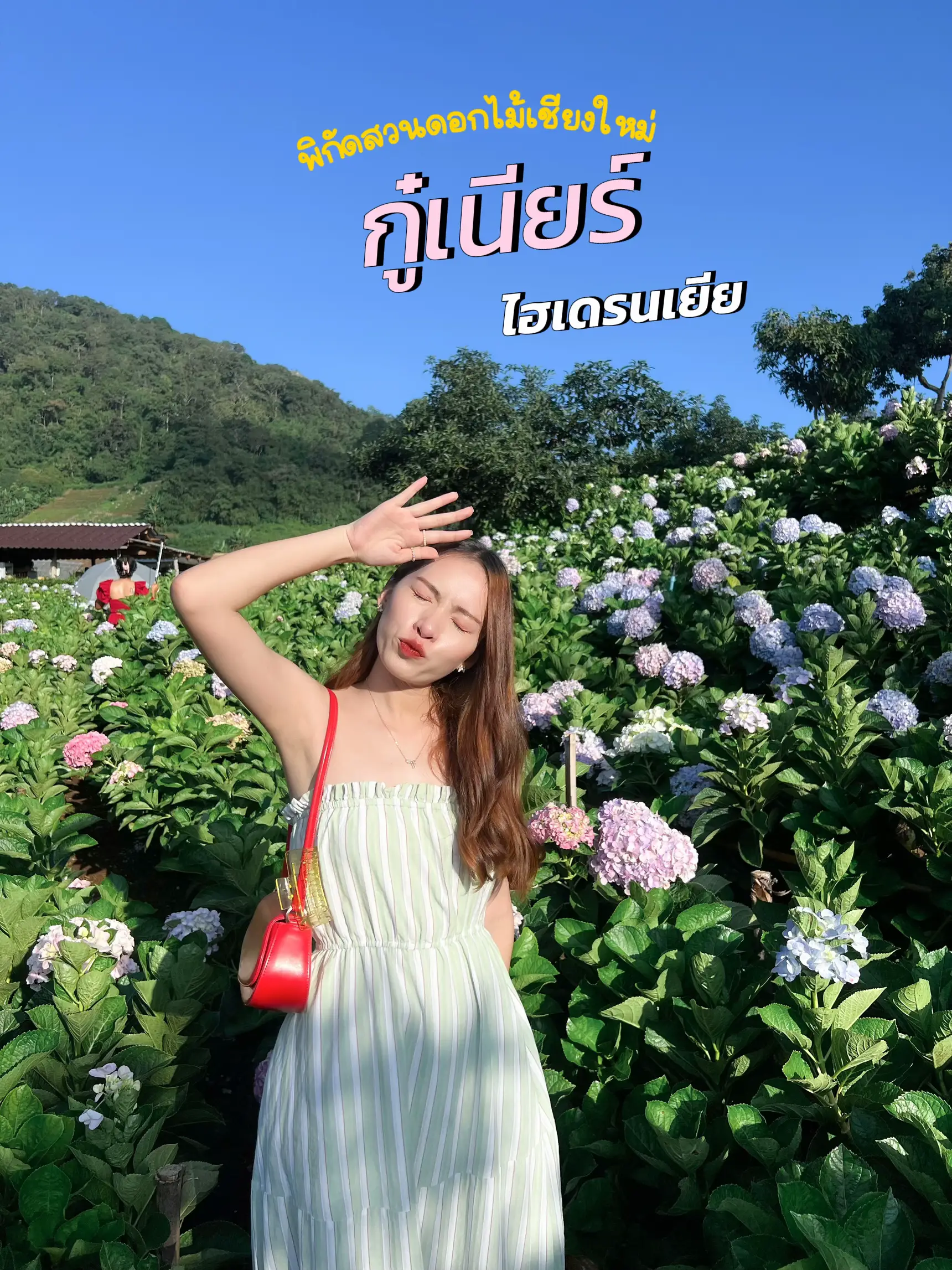 พิกัด สวนดอกไม้ม่อนแจ่ม อ.แม่ริมเชียงใหม่ 💐💐⛰️ | แกลเลอรีที่โพสต์โดย Kru gee | Lemon8