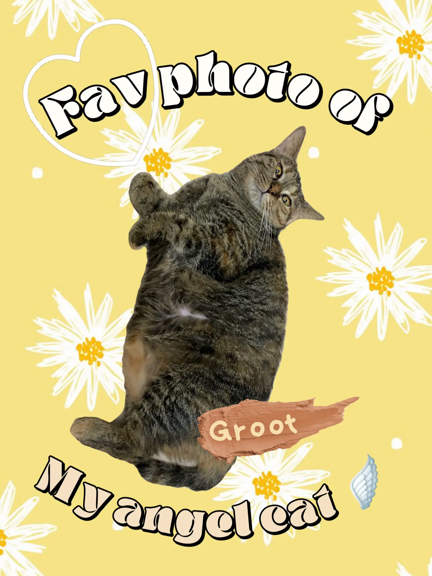 Fav photo of my angel cat, Groot 🪽 | Galeri disiarkan oleh meowshezza 🐈 ...