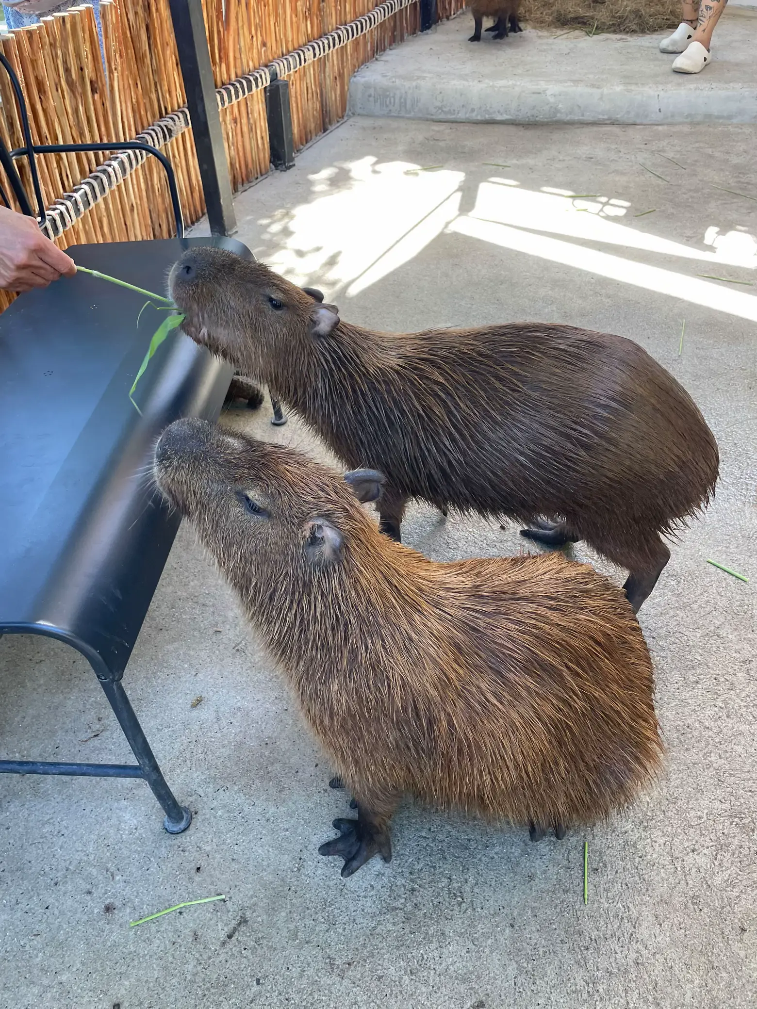 capybaras + BEST drinks in bangkok | Gallery posted by randelle | Lemon8