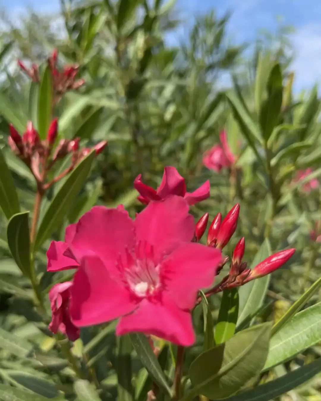 ยี่โถ (รวมเรื่องไม้ดอกไม้ประดับchaiwat100) | วิดีโอที่เผยแพร่โดย บ้านสวนchaiwat | Lemon8