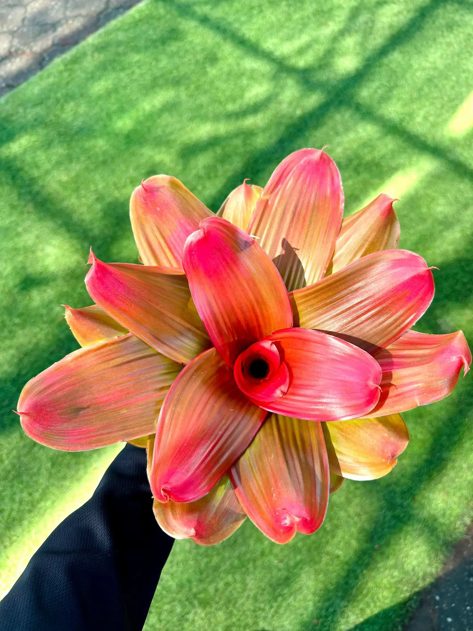 BUNGA RARE ‼️ TAK SAMA DENGAN ORANG LAIN 😱 | Video diterbitkan oleh D ...