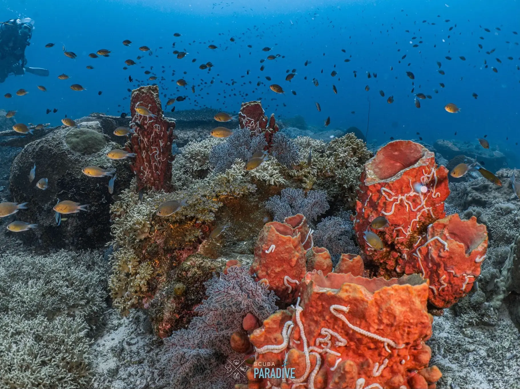 Losin รีวิวดำน้ำโลซิน ถิ่นฉลามวาฬ | แกลเลอรีที่โพสต์โดย Rockeyismad ...