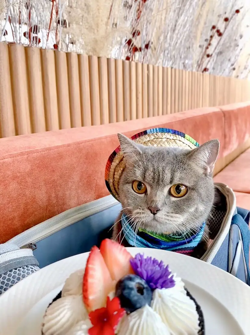 พาเที่ยวคาเฟ่ Pet friendly | แกลเลอรีที่โพสต์โดย tk_berry | Lemon8