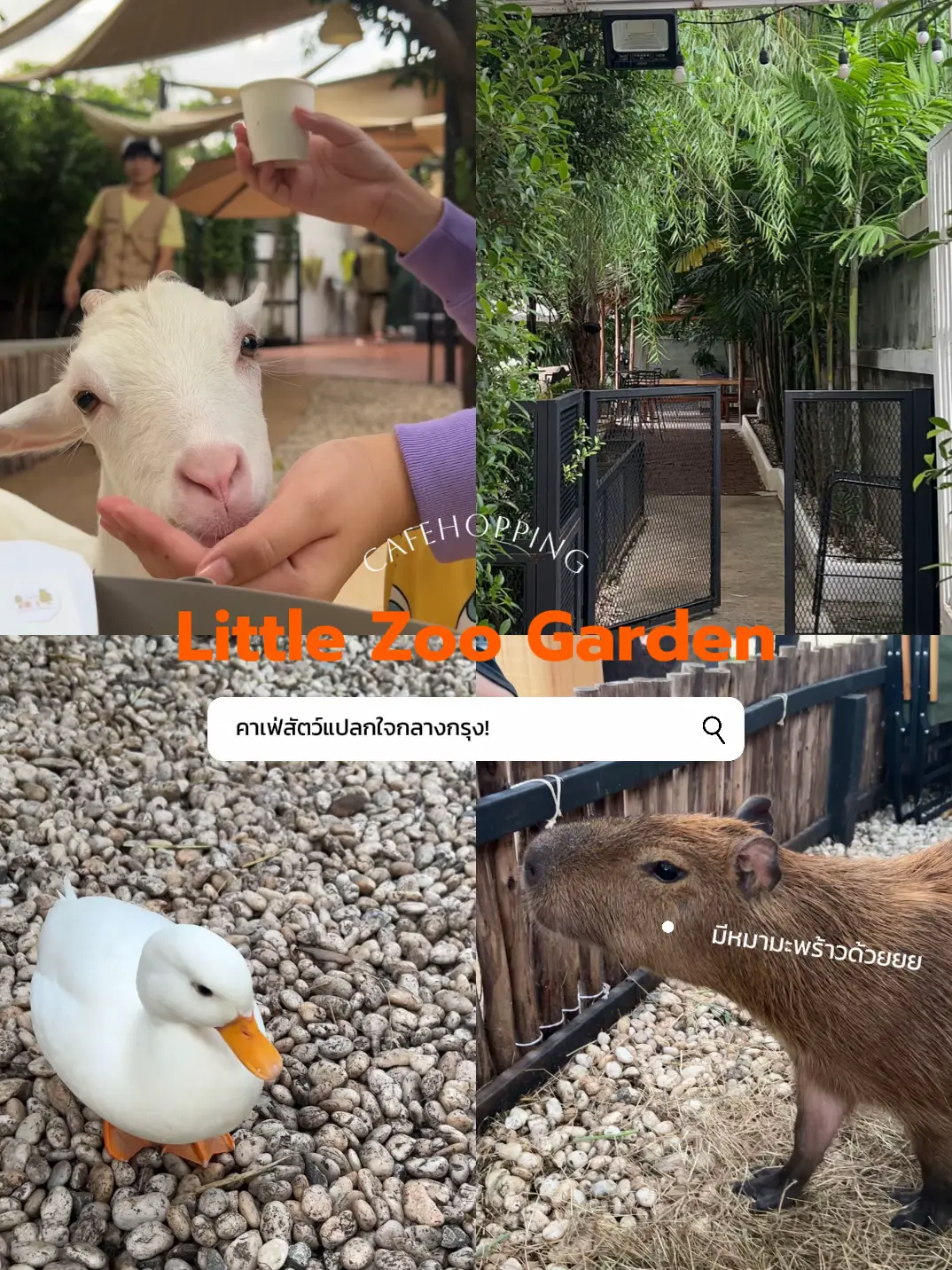 Little Zoo Cafe คาเฟ่สัตว์แปลกใจกลางกรุง💥 | แกลเลอรีที่โพสต์โดย ...