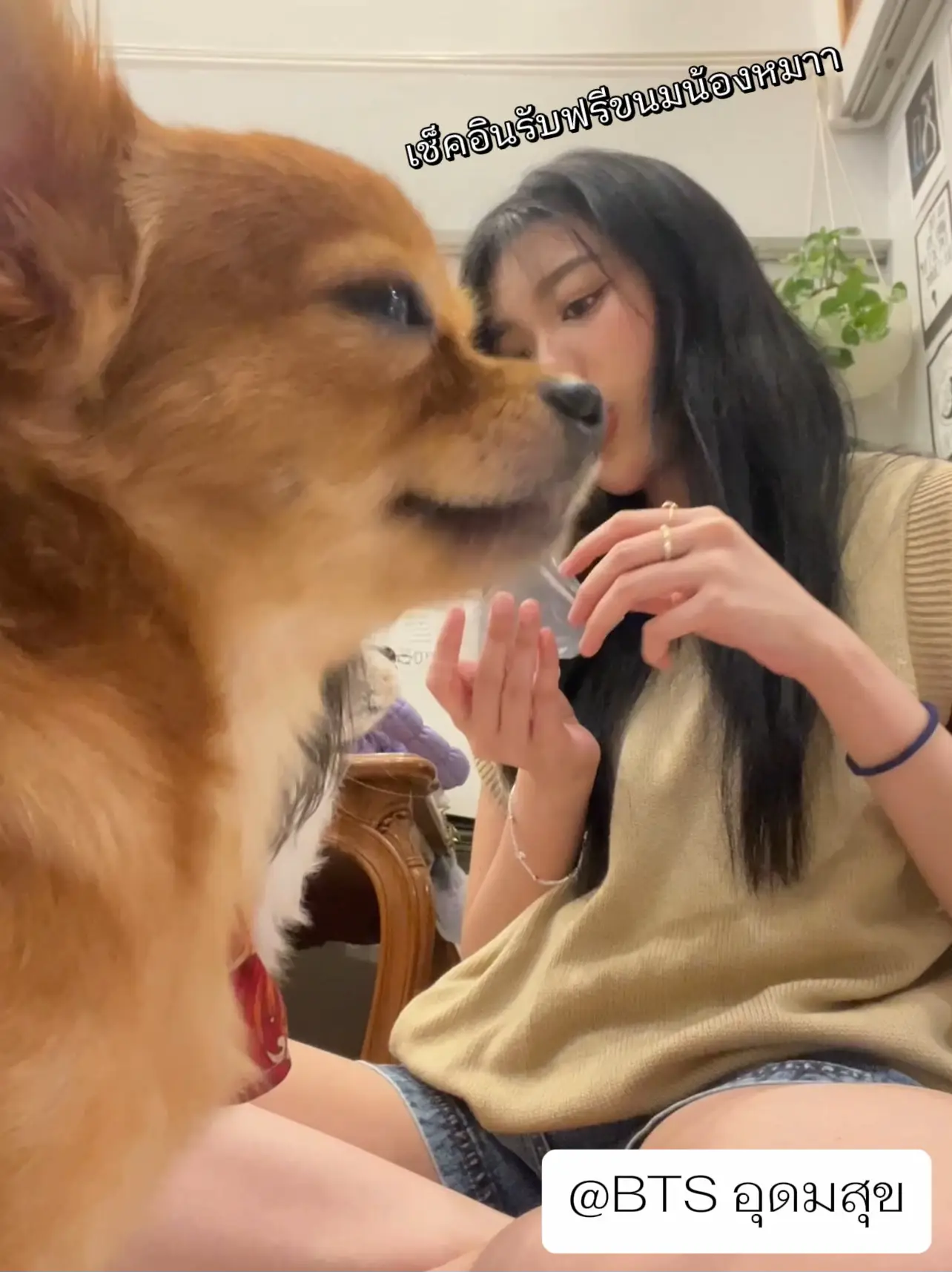 รีวิวคาเฟ่หมาชิวาว่า💖🐶 | แกลเลอรีที่โพสต์โดย Pattie(u)💝 | Lemon8