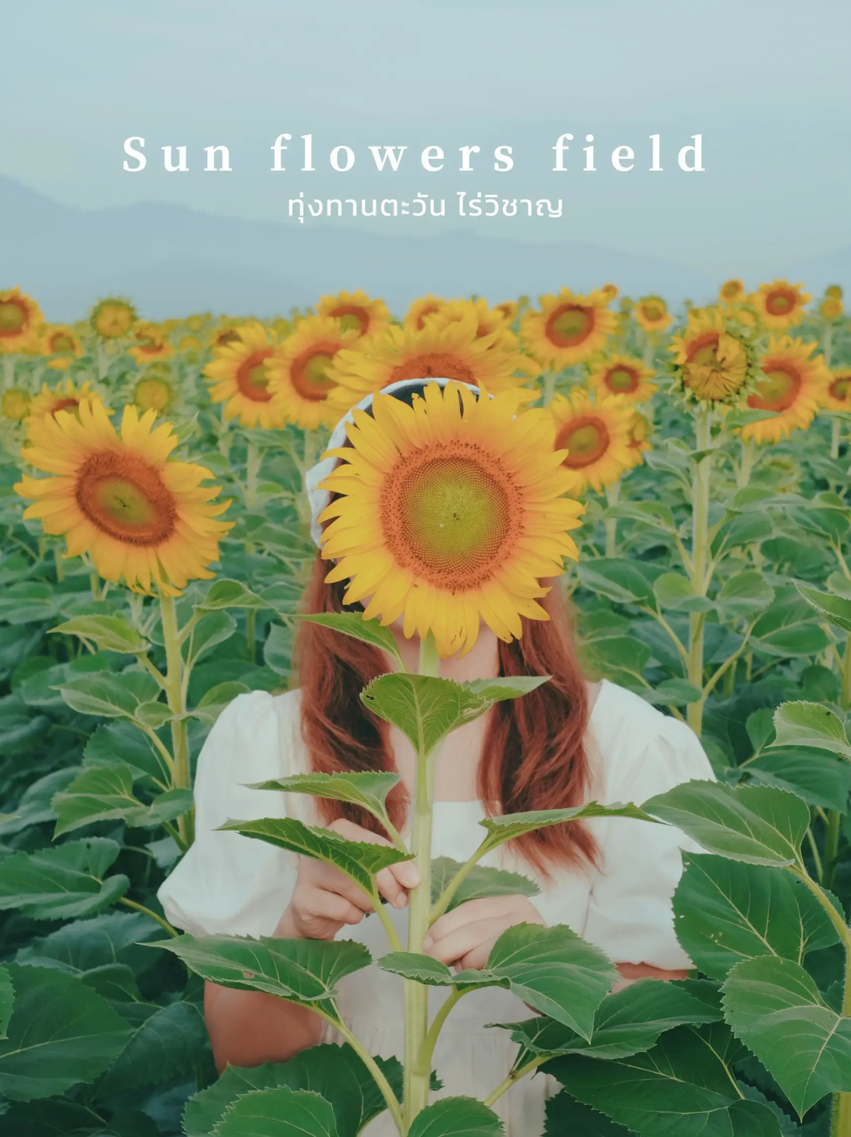 “𝓗𝓮𝓵𝓵𝓸 𝓢𝓾𝓷𝓯𝓵𝓸𝔀𝓮𝓻 ทุ่งทานตะวัน ไร่วิชาญ” | แกลเลอรีที่โพสต์โดย ...