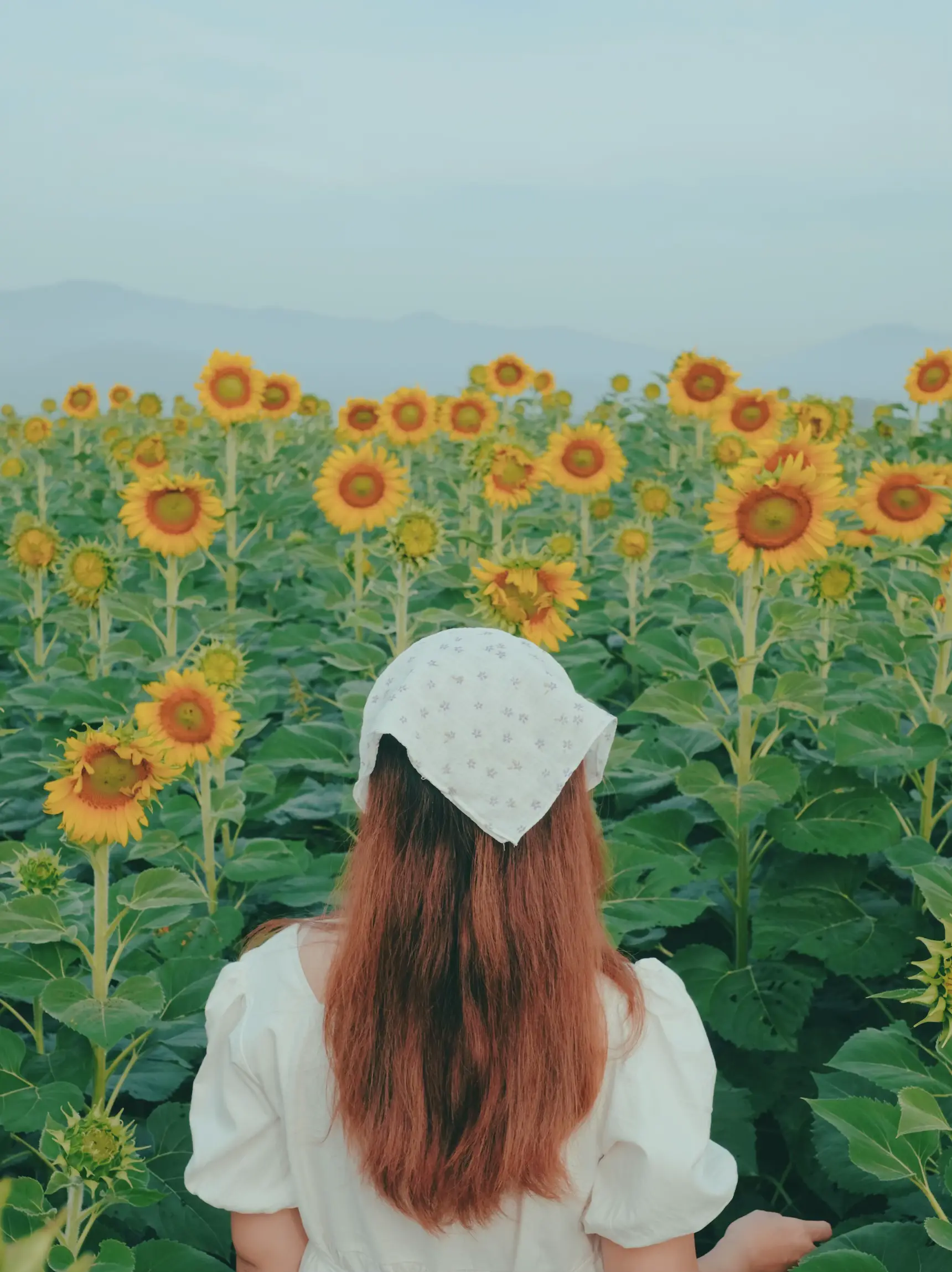 “𝓗𝓮𝓵𝓵𝓸 𝓢𝓾𝓷𝓯𝓵𝓸𝔀𝓮𝓻 ทุ่งทานตะวัน ไร่วิชาญ” | แกลเลอรีที่โพสต์โดย KUNFANPARTIEW | Lemon8