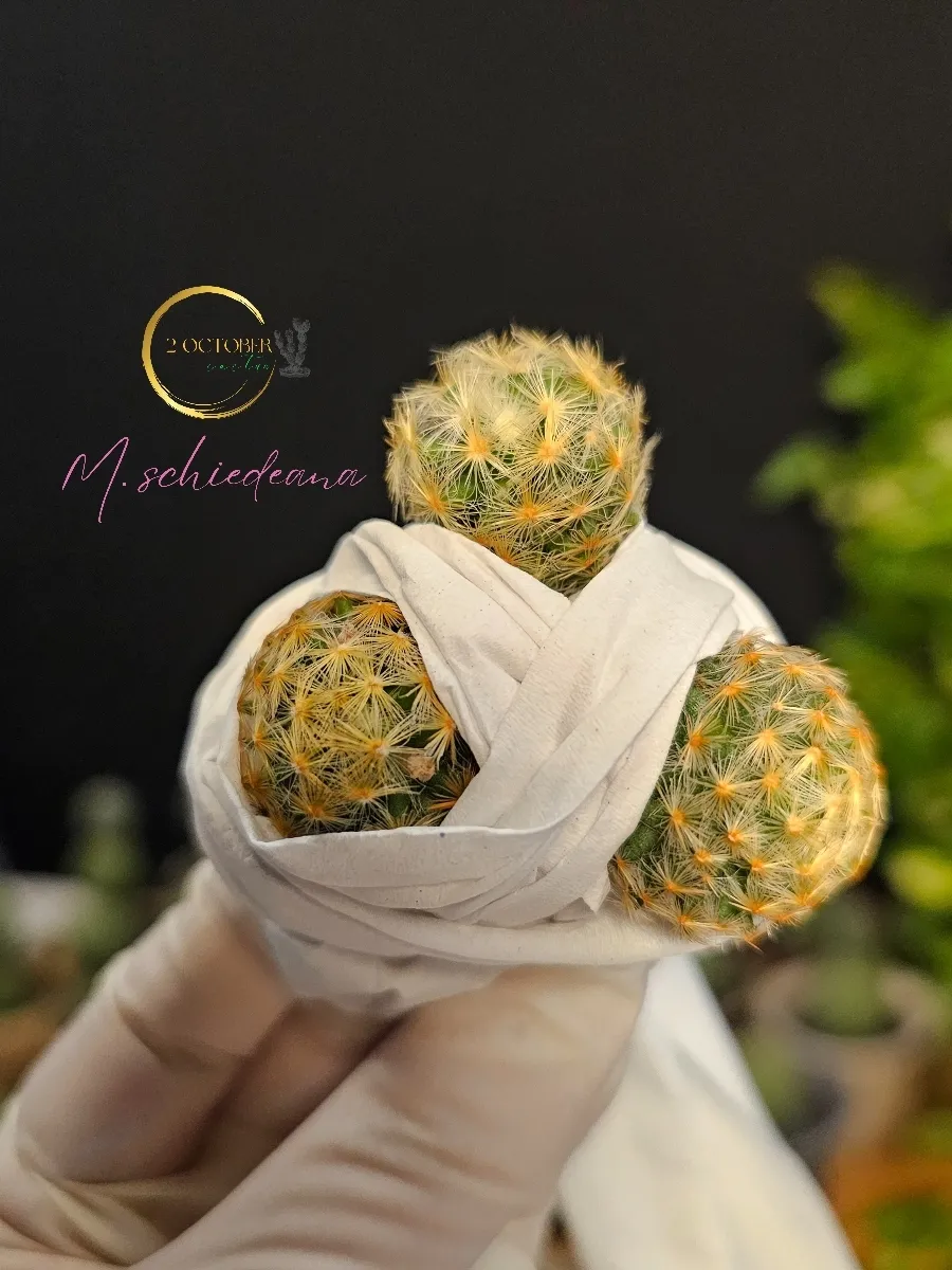 ขนนกเหลือง ทักครัช | แกลเลอรีที่โพสต์โดย 2October cactus | Lemon8