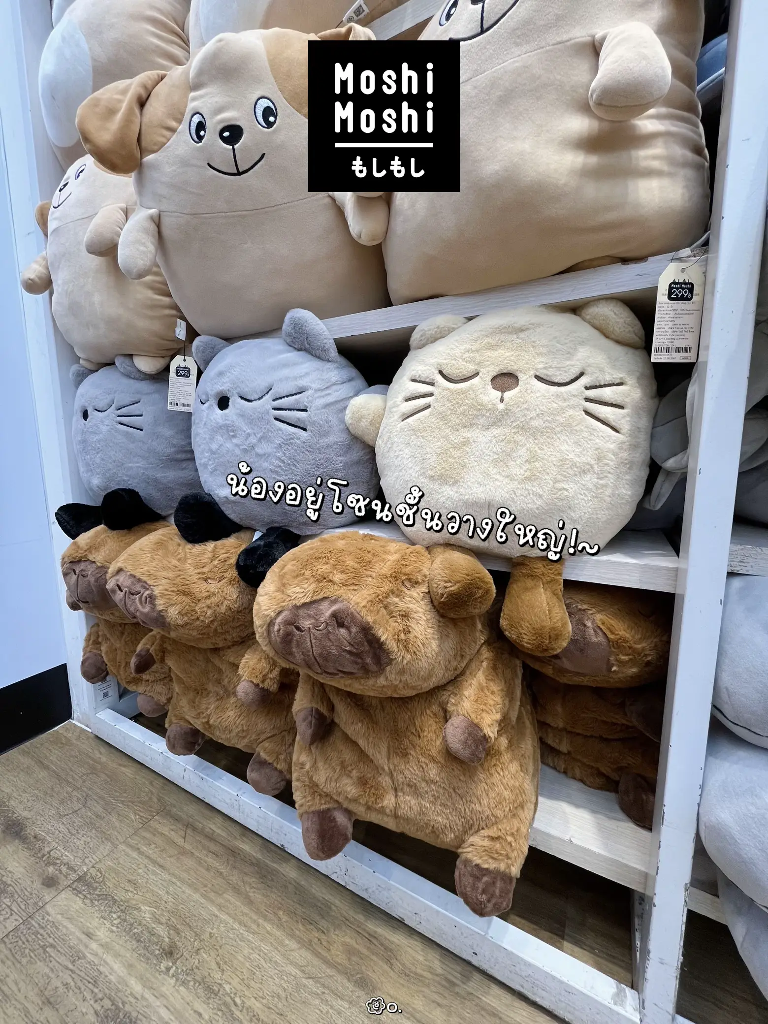 ส่อง! Moshi Moshi🙂‍↕️ วางขายคาปิตัวยักษ์ ในราคาหลักร้อยต้นๆ🤏🏻 | แกลเลอ ...