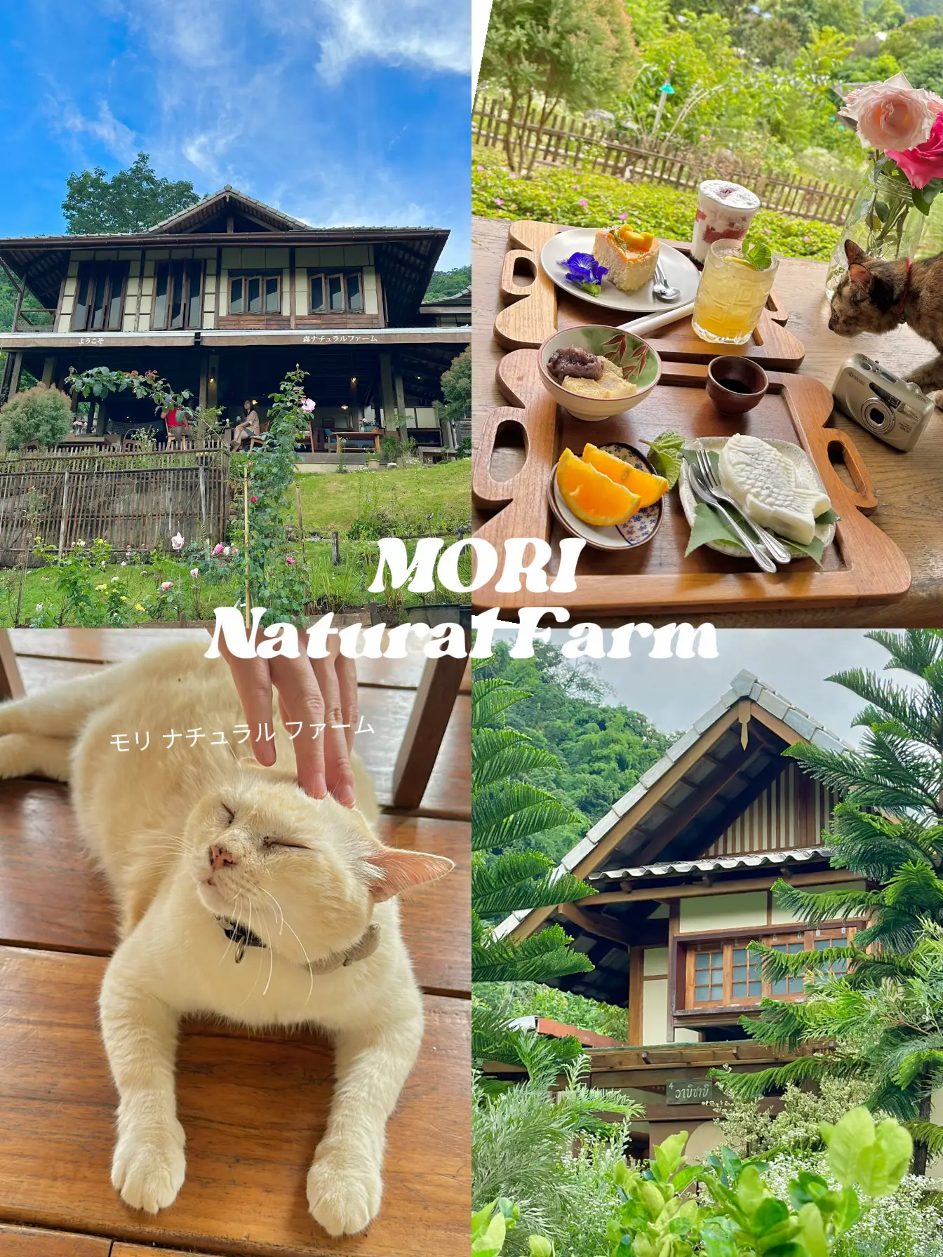 Mori Natural farm เจียงใหม่⛰️🍡🇯🇵 | แกลเลอรีที่โพสต์โดย Minute | Lemon8