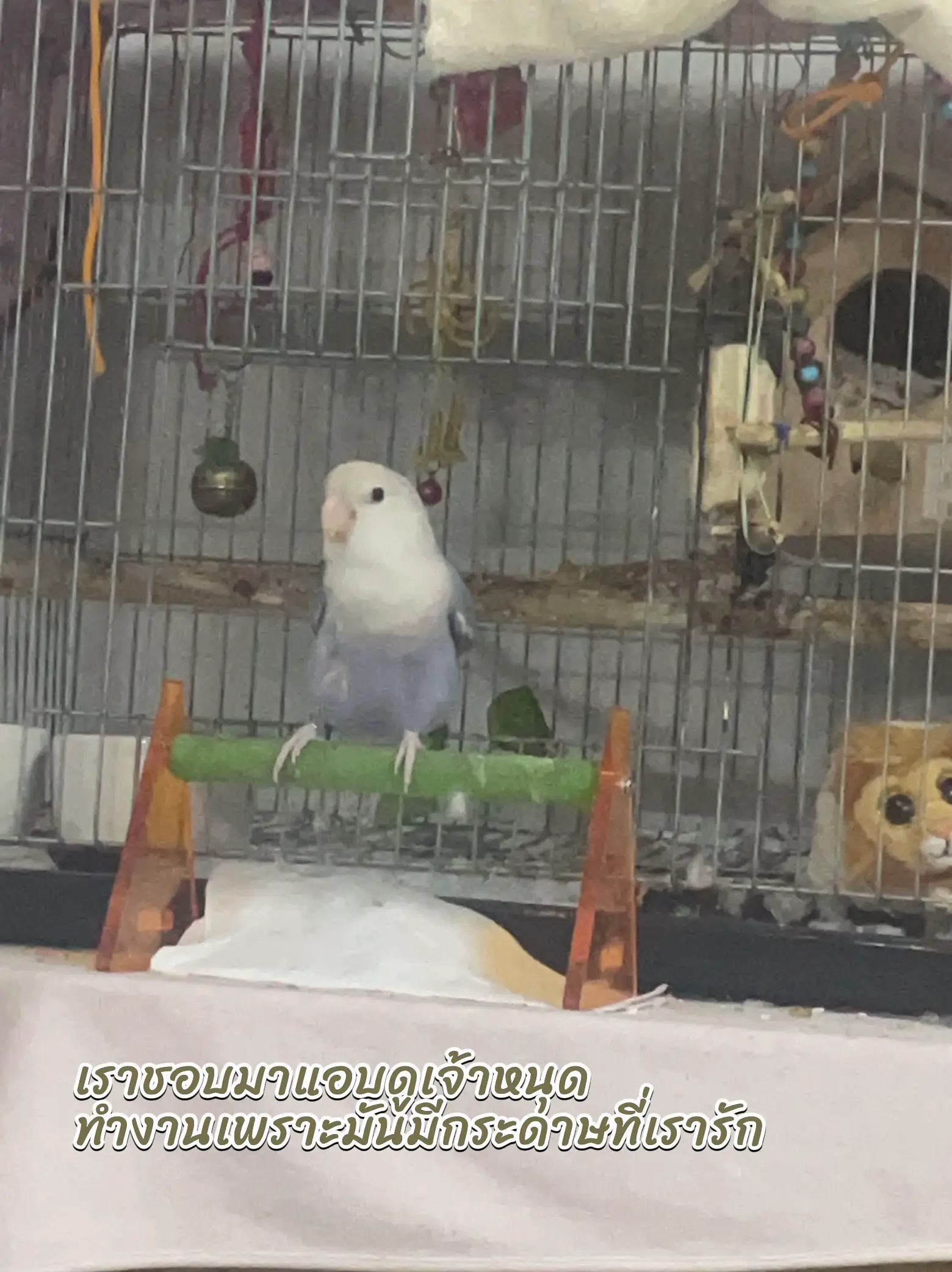 Ep.1 นกป่วน | แกลเลอรีที่โพสต์โดย S'sanook🌻 | Lemon8