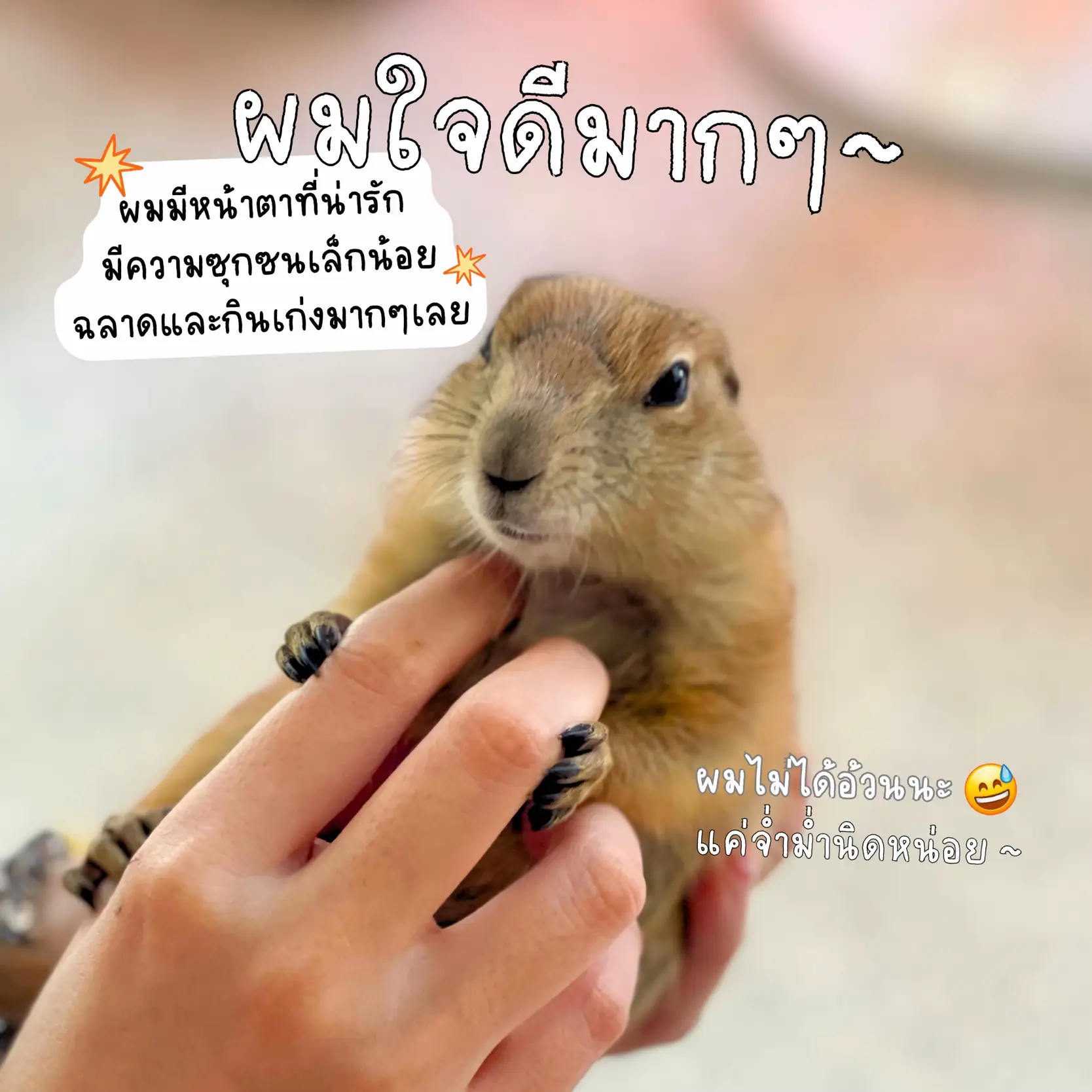 🌟 รีวิวแก๊งแพรี่ด็อก 15 จิ๋ว สุดแสบที่ Little Den Cafe 🦫☕️ | แกลเลอรี ...