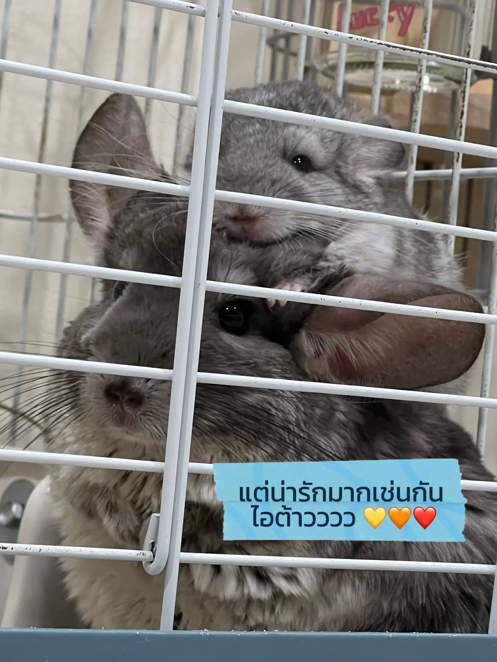 รีวิวการเลี้ยงชินชิลล่า ฉบับคนเลี้ยงมาเข้าสู่ปีที่4 💖 แกลเลอรีที่โพสต์โดย Janeprawee Lemon8