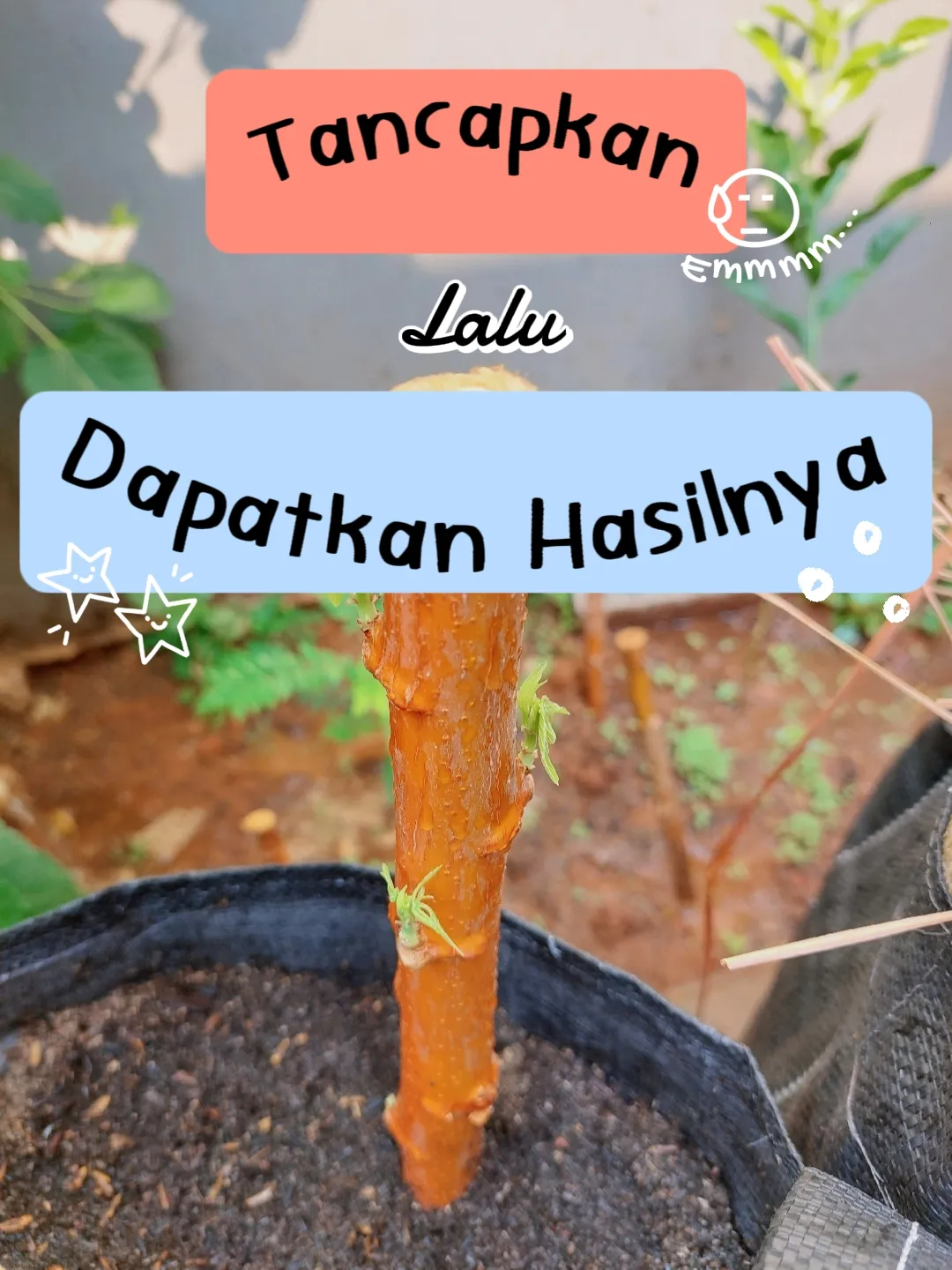 Tancapkan Lalu Dapatkan Hasilnya | Galeri diposting oleh Kepar Lawit ...