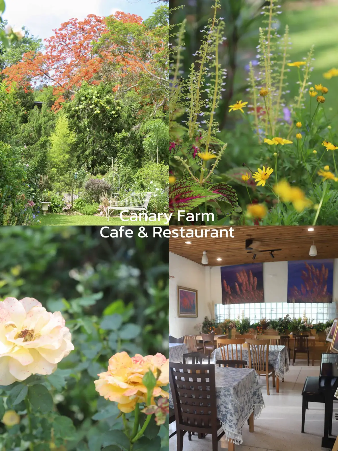 Canary Farm Cafe & Restaurant | แกลเลอรีที่โพสต์โดย CANARY FARM | Lemon8