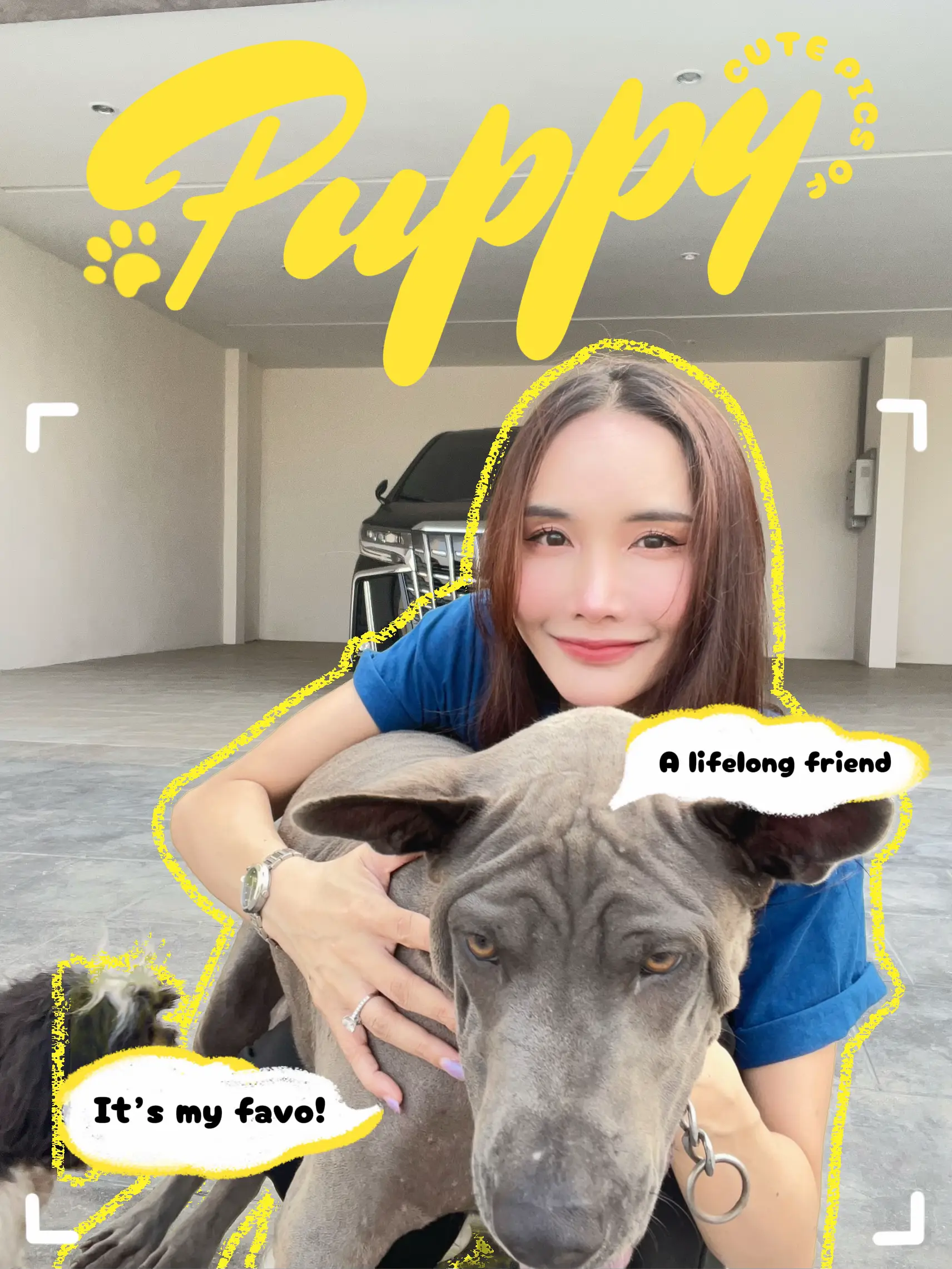 Meet my pets หมาไทยหลังอาน ไทยแท้ | แกลเลอรีที่โพสต์โดย แม่ก๊อตจิ | Lemon8