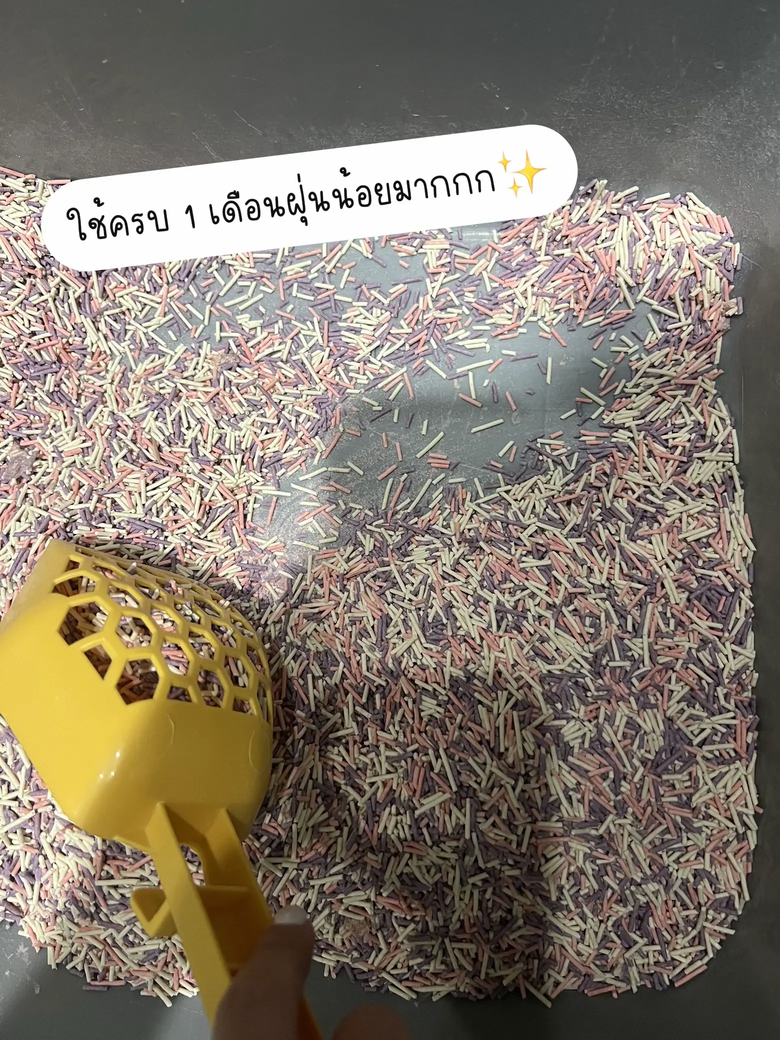 ทรายแมวที่ต้องซ้ำ🥰 | แกลเลอรีที่โพสต์โดย Chompuneg🌸 | Lemon8