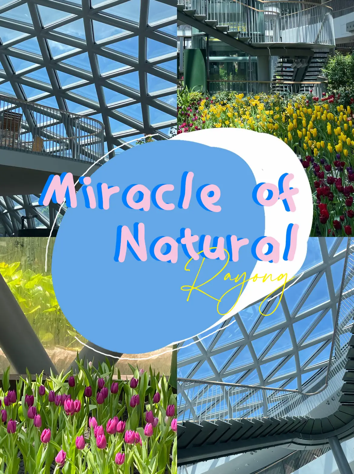 🌷Miracle of Natural Rayong 💐💫 | Gallery posted by 스노우 나타샤 | Lemon8
