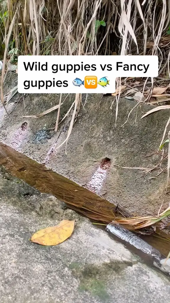 Wild guppies versus Fancy guppies 🐟🆚🐠 | Video published by 小鱼仔sm9llfish ...