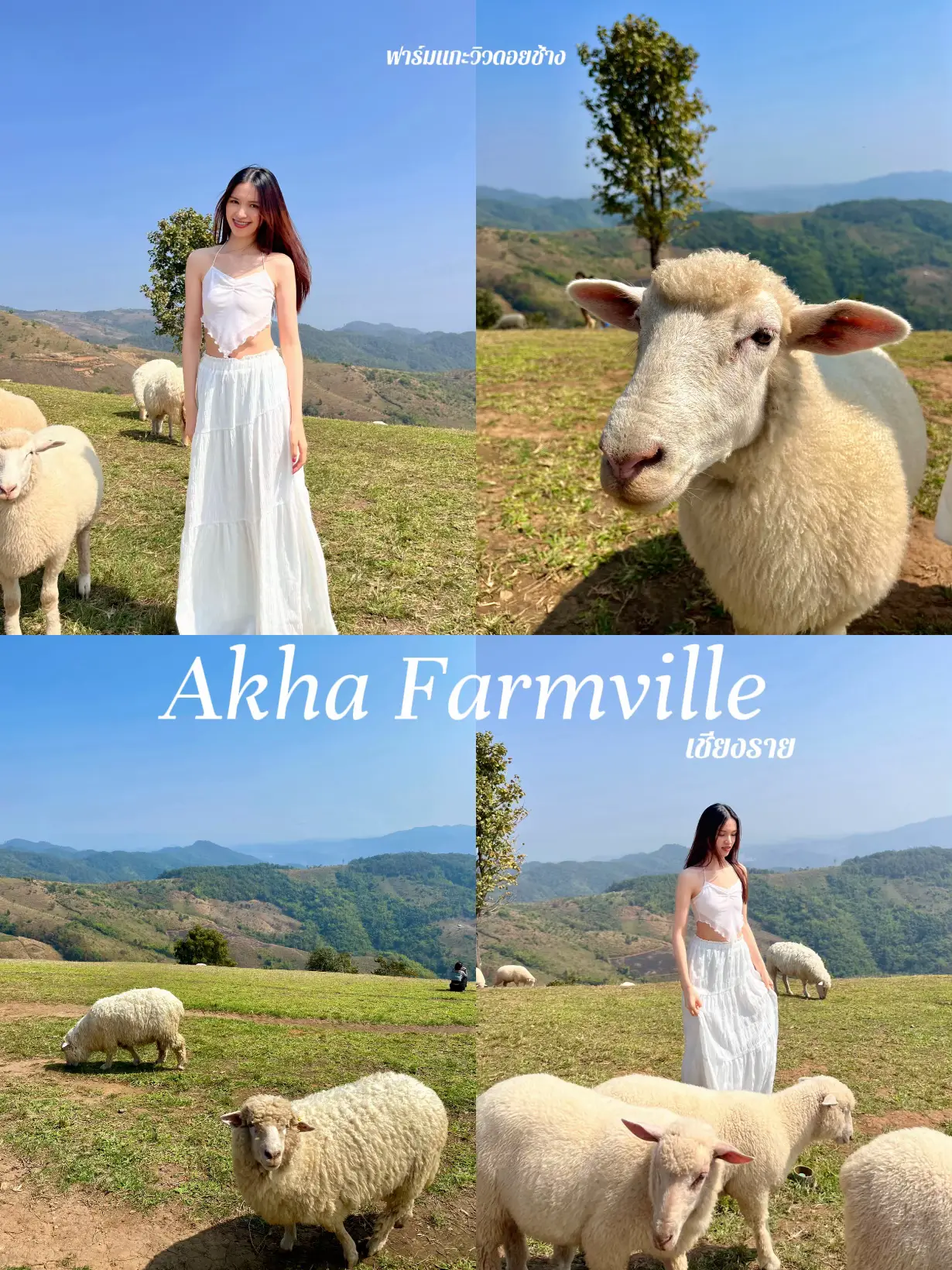 Akha Farmville ฟาร์มแกะเชียงราย | แกลเลอรีที่โพสต์โดย Khaofang | Lemon8