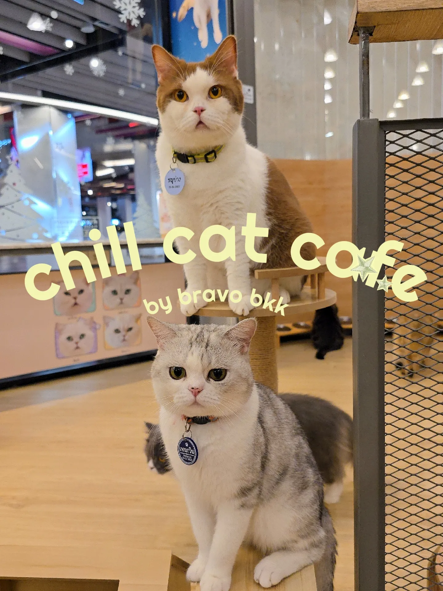 chill cat cafe | แกลเลอรีที่โพสต์โดย chill cat cafe | Lemon8