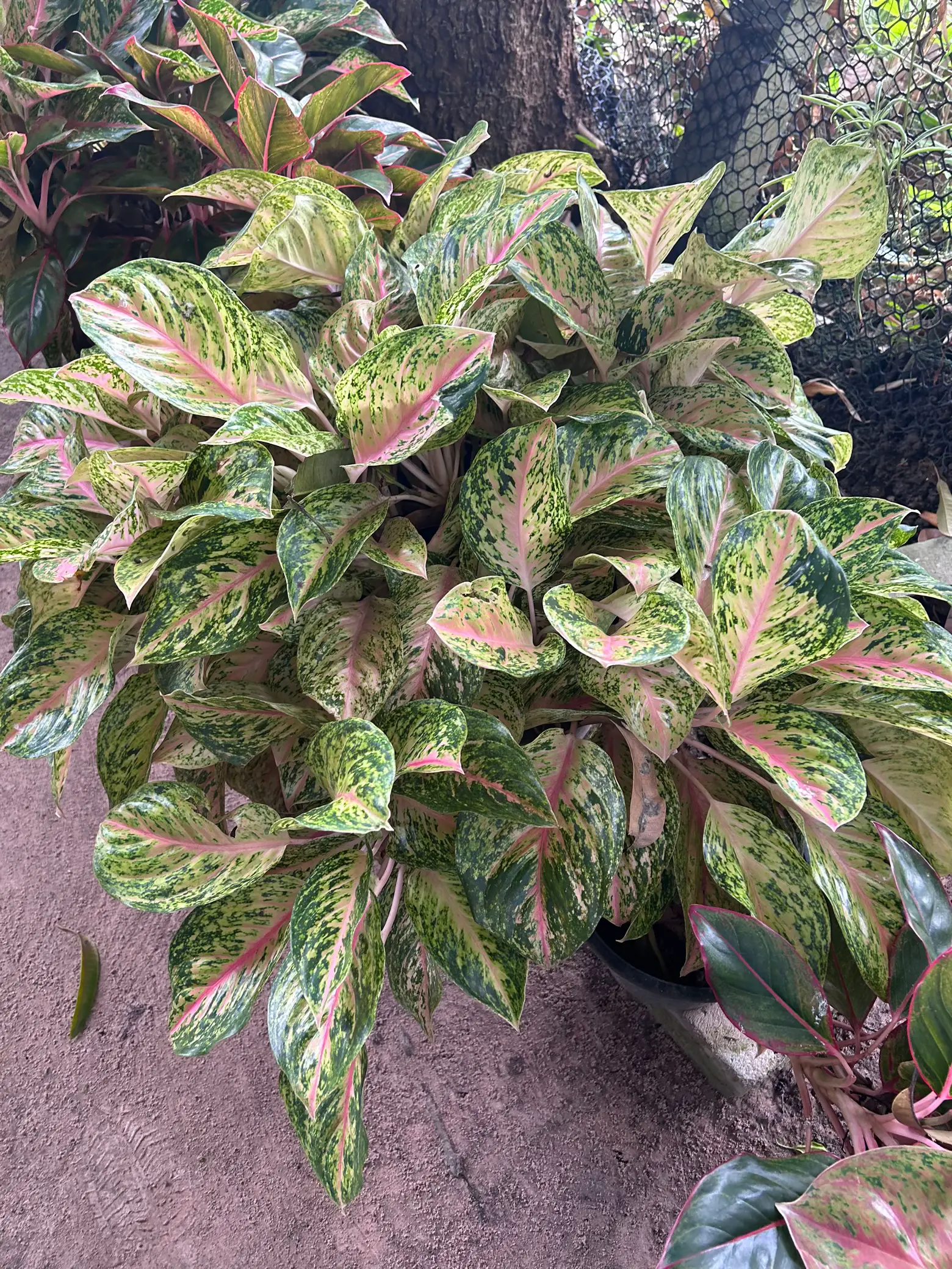 ไม้ประดับ EP3 | แกลเลอรีที่โพสต์โดย Napat_Ubon | Lemon8