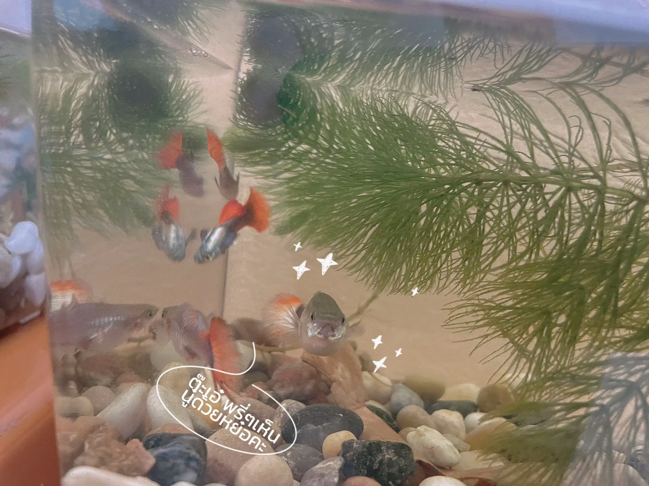 รีวิว ปลางอกอีกแล้วจ้าาา 🐟🐠 | แกลเลอรีที่โพสต์โดย Flowwolf | Lemon8