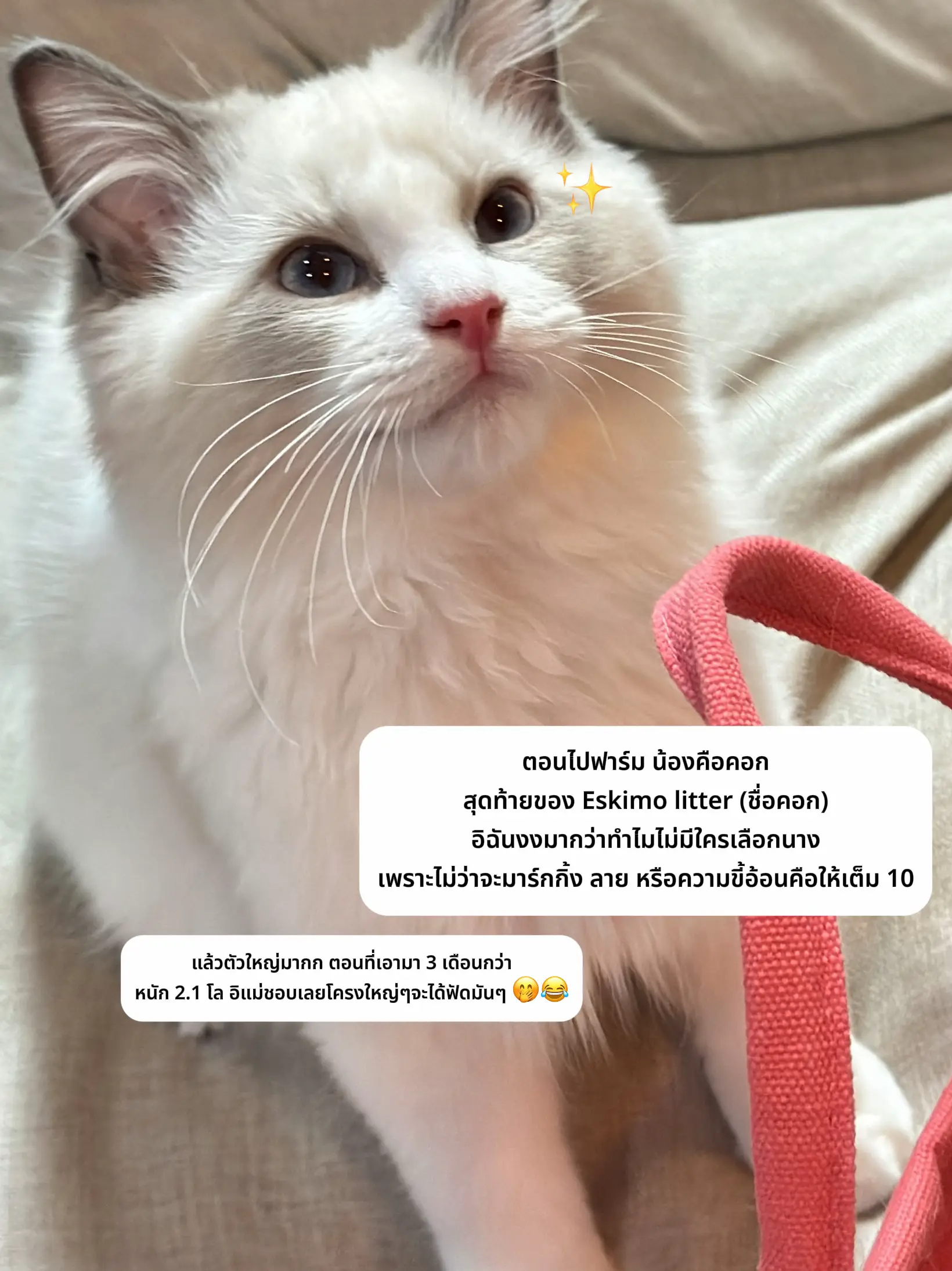 PANG PANG CATTERY ฟาร์มแมว Ragdoll ที่จริงใจ 👀🫶🏻 | แกลเลอรีที่โพสต์โดย ไอซ์มาป้ายยา 🫶🏻 | Lemon8