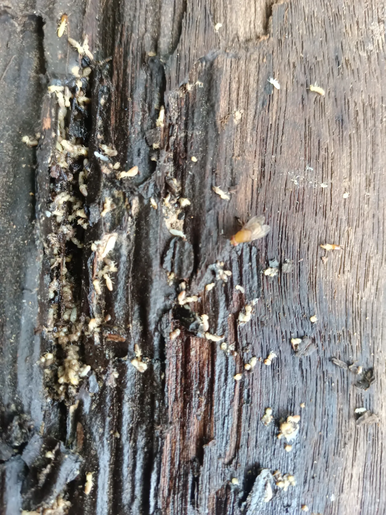 ลองดูเผื่อเป็นประโยชน์ | แกลเลอรีที่โพสต์โดย Chalee Kaewsai | Lemon8