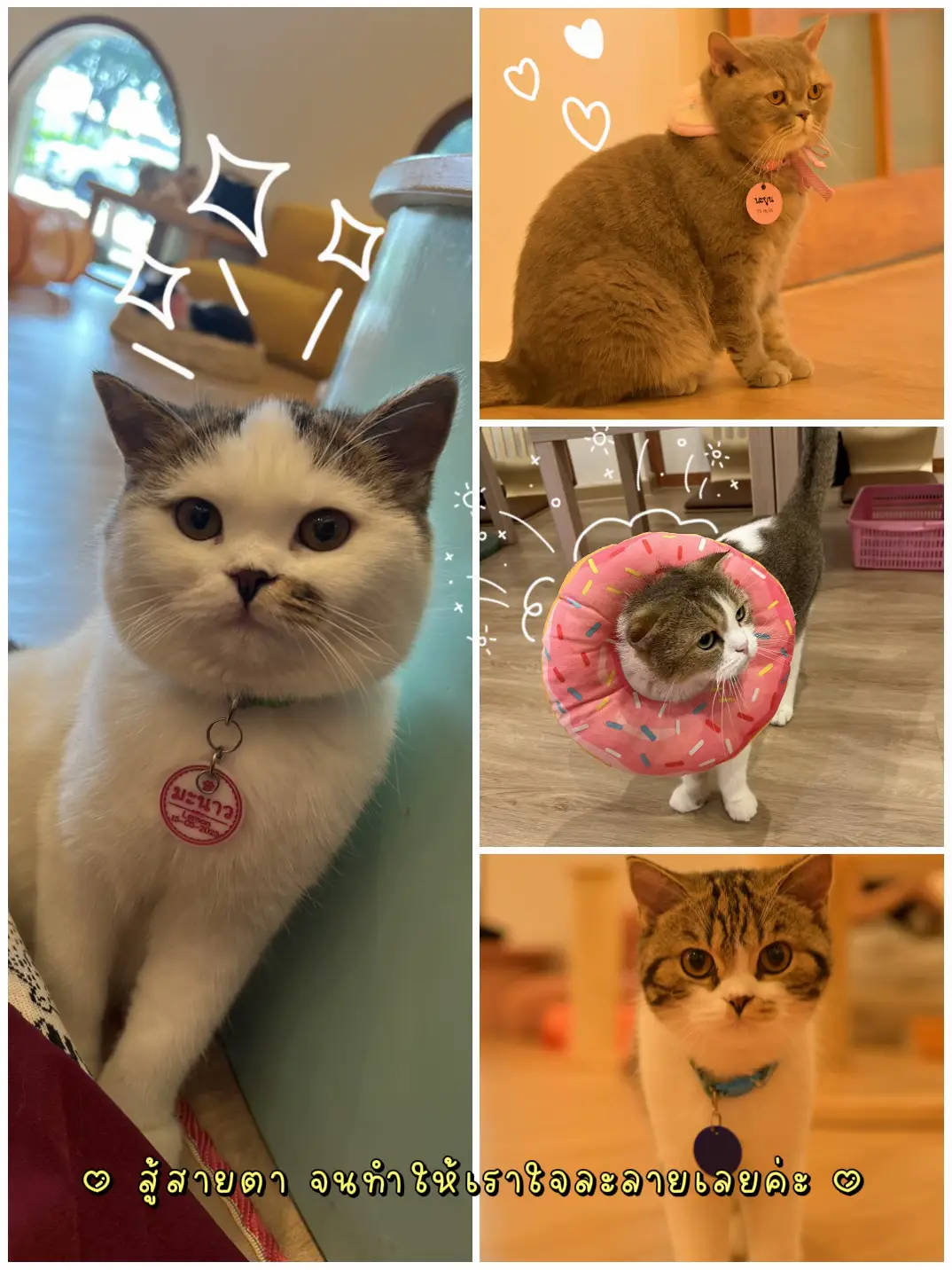 🐱 Chill Cat Cafe 🐱 ให้น้องแมวฮีลใจในวันที่อ่อนล้า ️ | แกลเลอรีที่โพสต์ ...