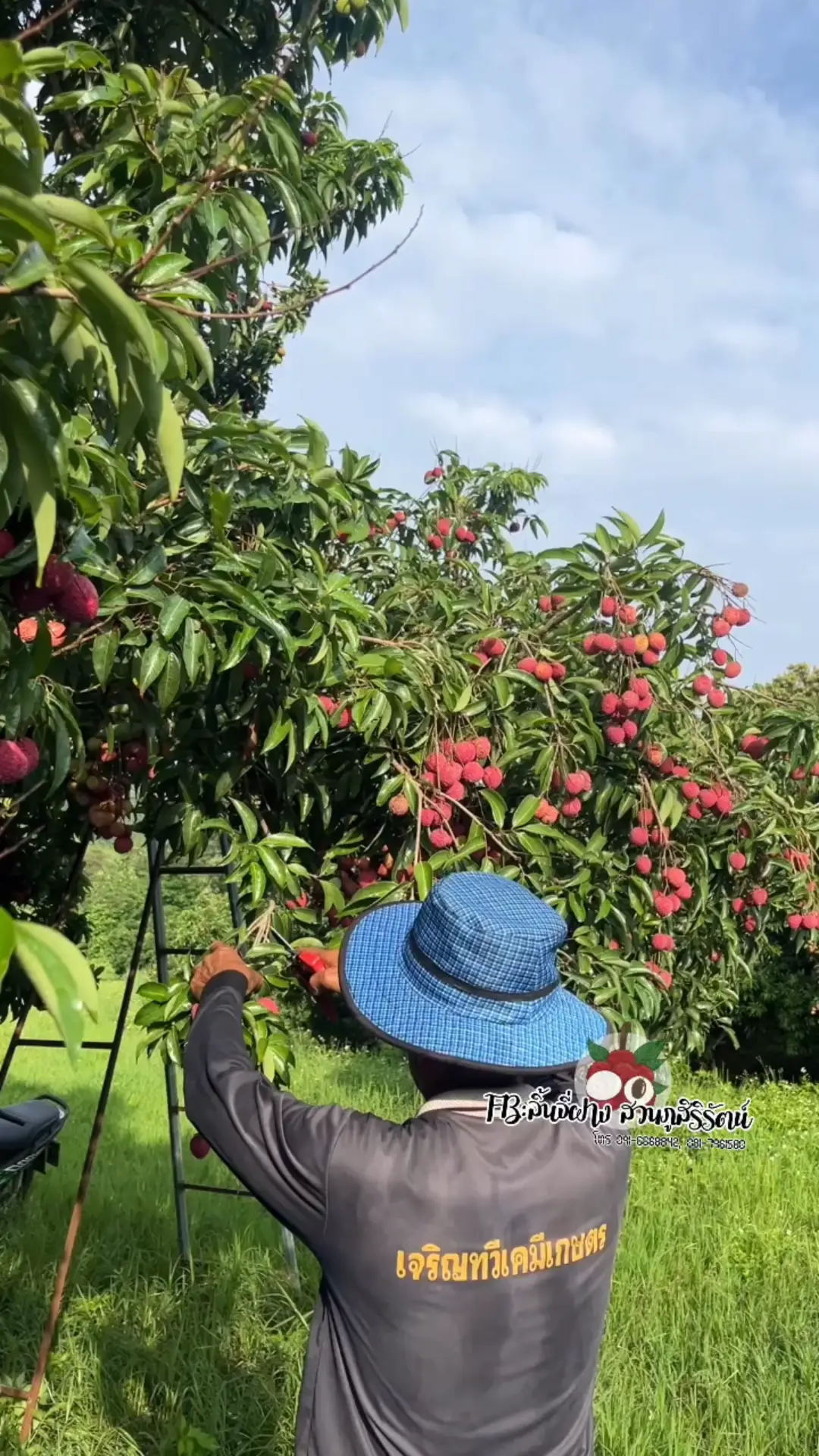 เก็บลิ้นจี่กันค่ะ | วิดีโอที่เผยแพร่โดย WATSIRI.WK | Lemon8