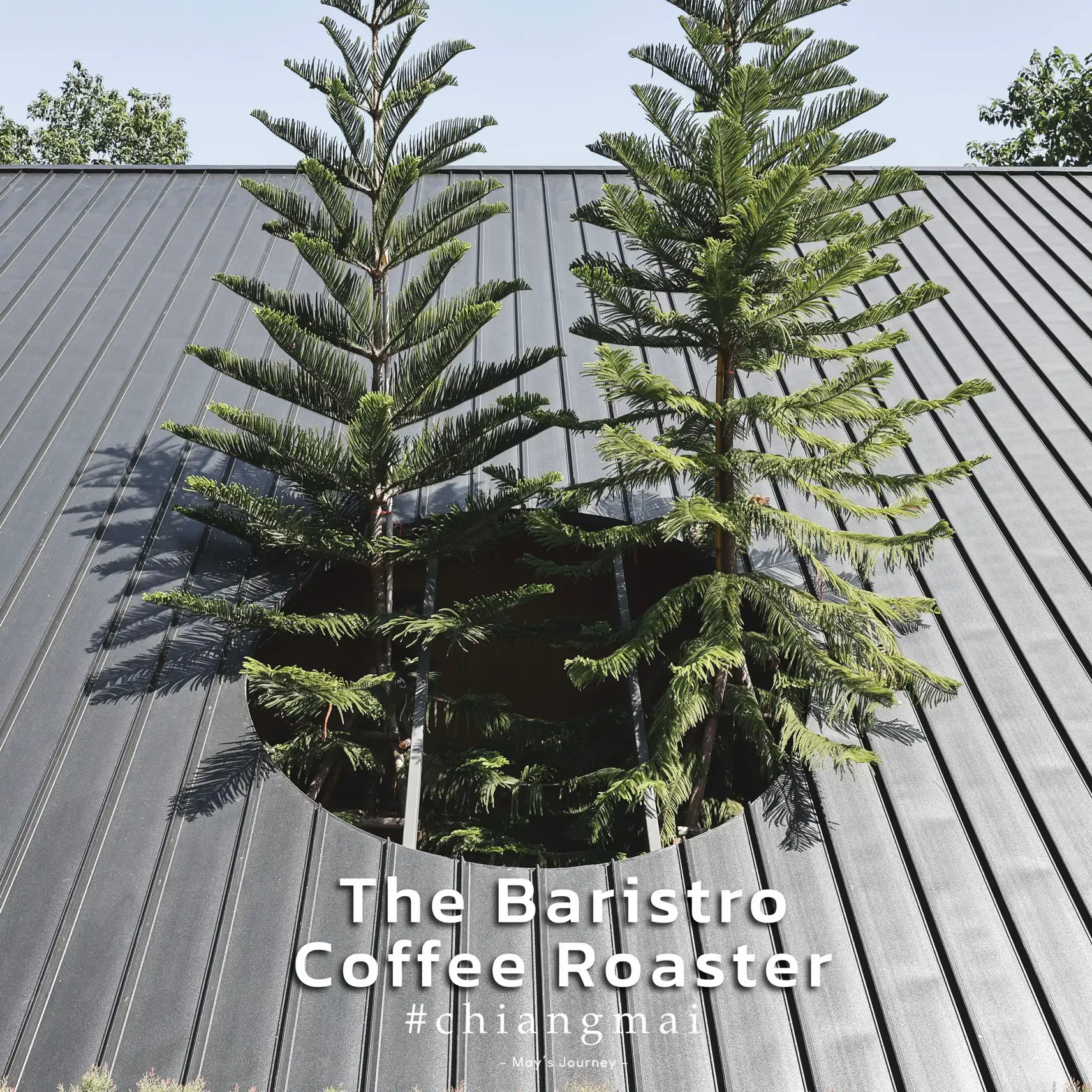 เมล็ดกาแฟ The Baristro | 2025 ประสบการณ์ผู้ใช้จริงบน Lemon8