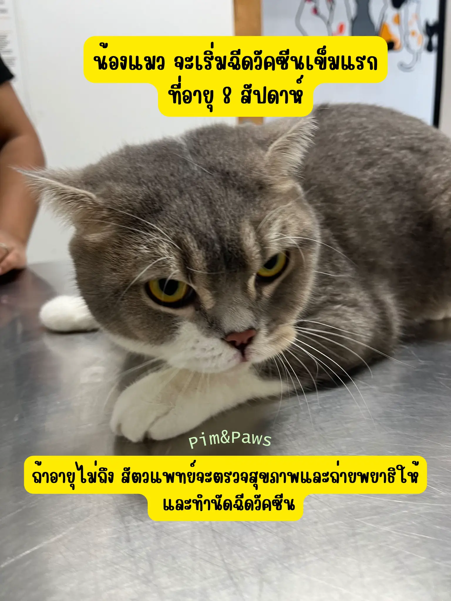 เตรียมตัวแมวก่อนฉีดวัคซีน😸💉 | แกลเลอรีที่โพสต์โดย Pim&Paws | Lemon8